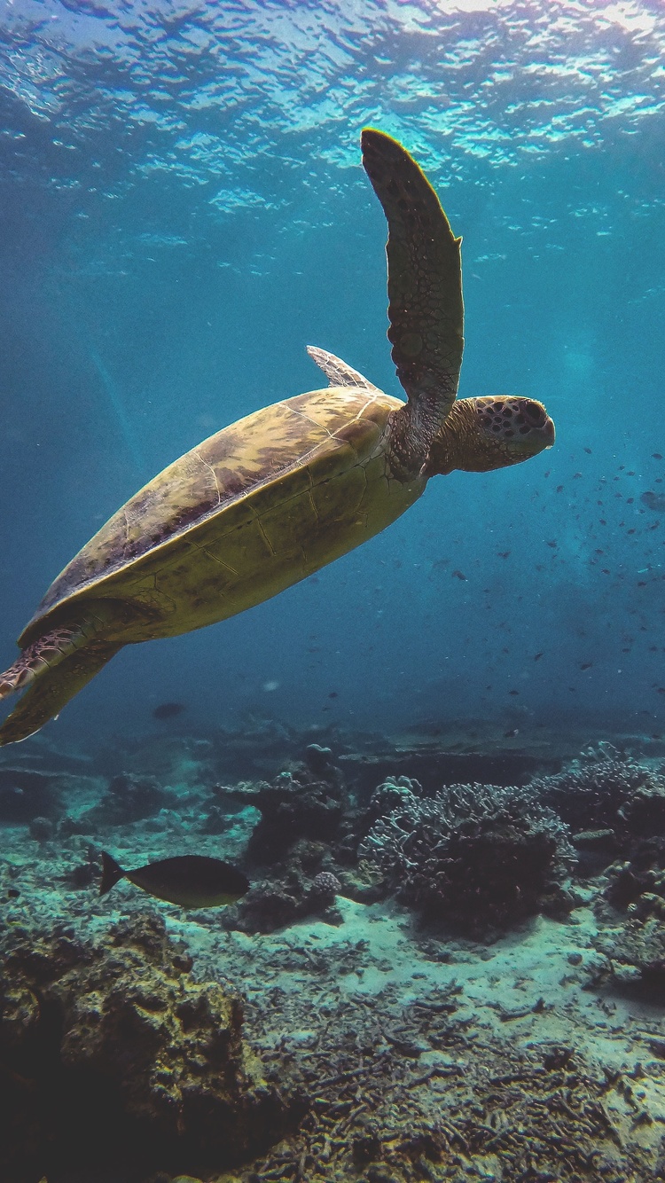 Sea Turtle iPhone Wallpapers - Wallpaper Cave