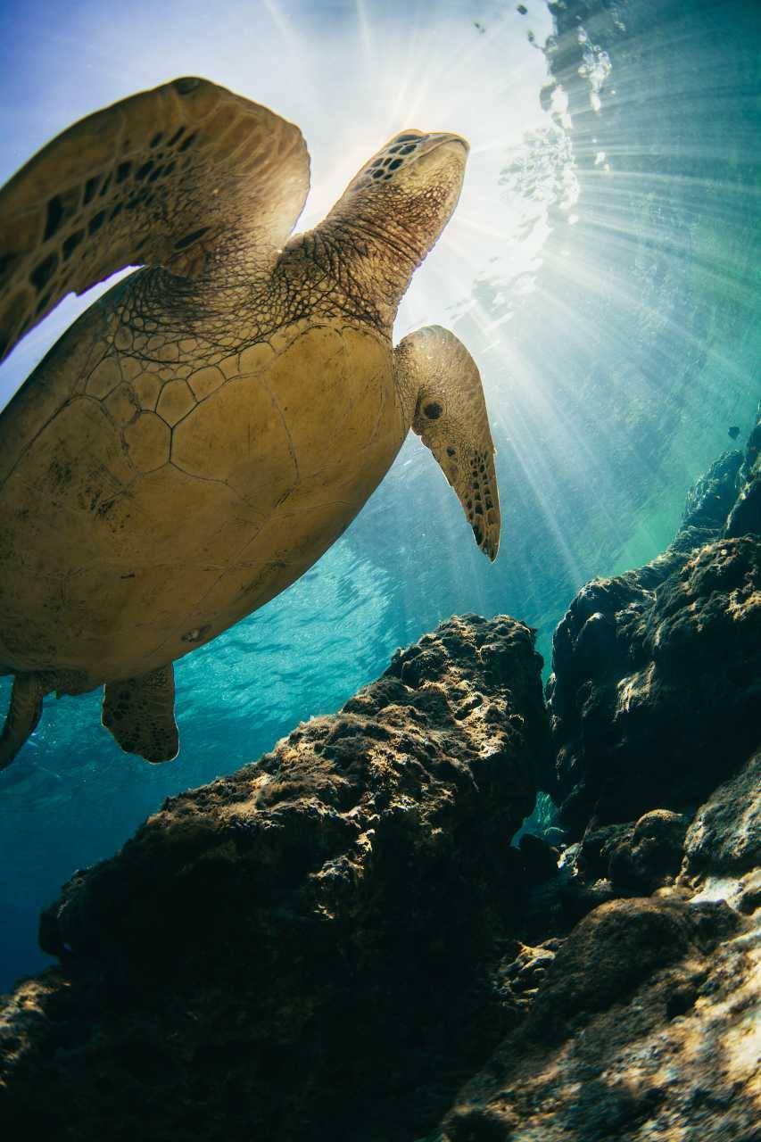 Sea Turtle iPhone Wallpapers - Wallpaper Cave