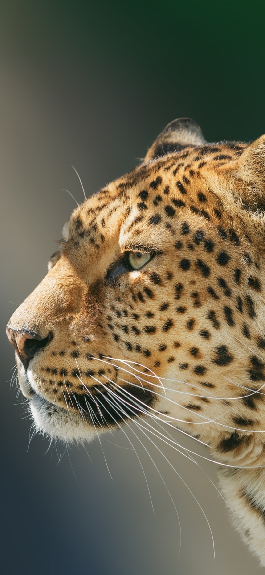 iPhone X Leopard Wallpapers - Wallpaper Cave