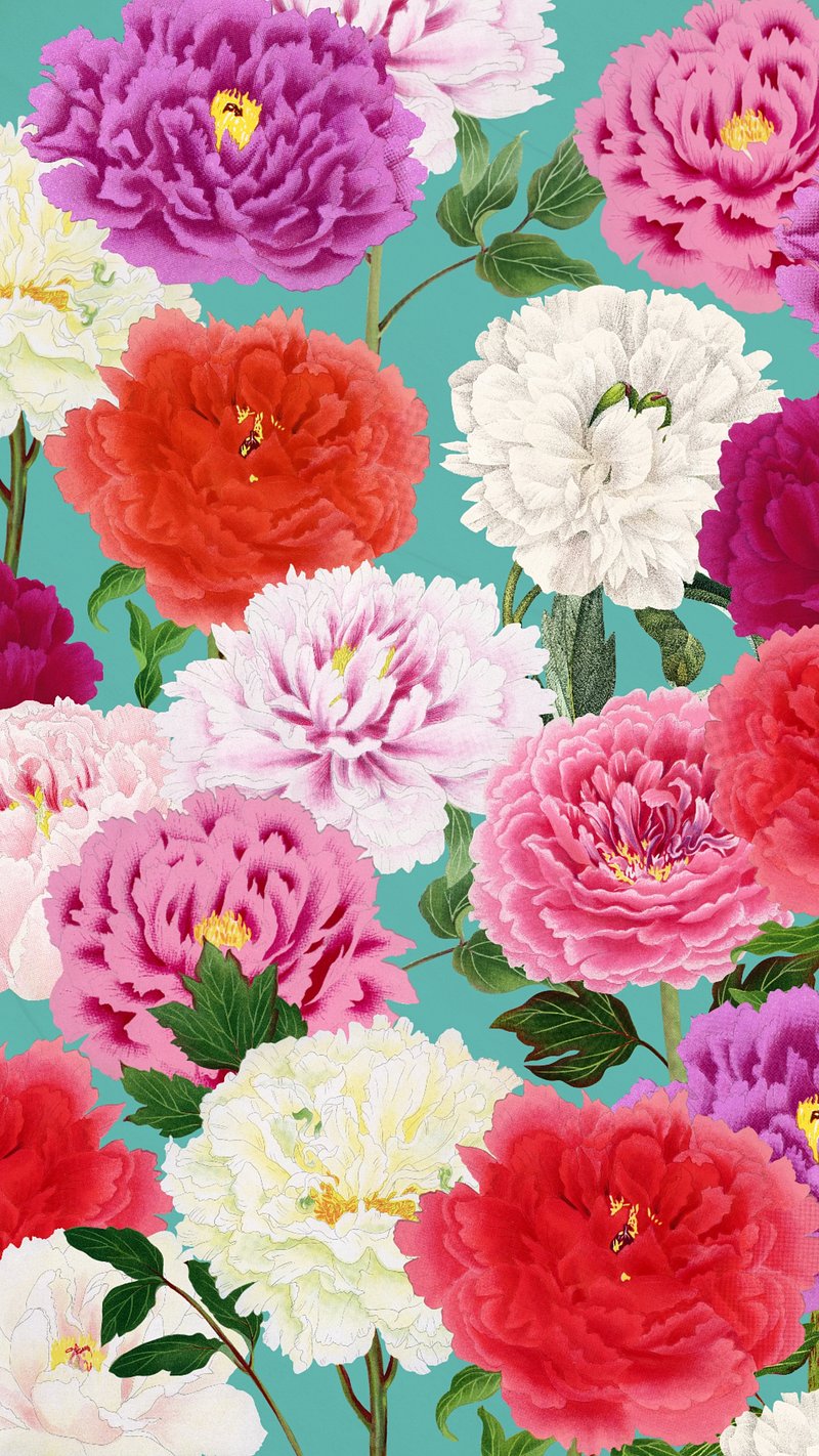 Carnation iPhone Wallpapers - Wallpaper Cave