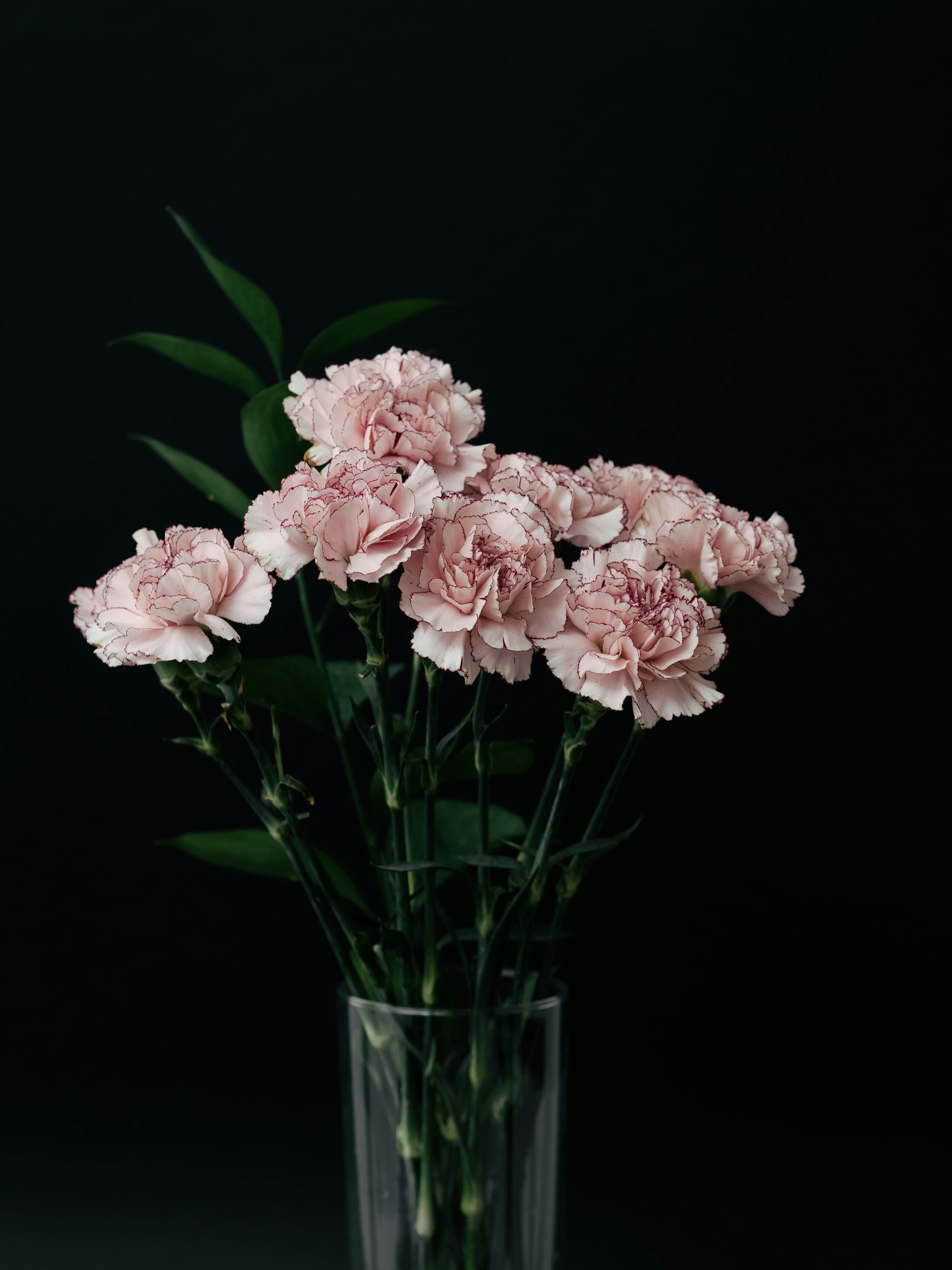 Carnation iPhone Wallpapers - Wallpaper Cave