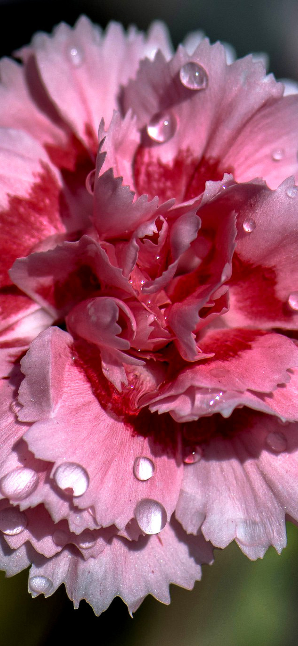 Carnation iPhone Wallpapers - Wallpaper Cave