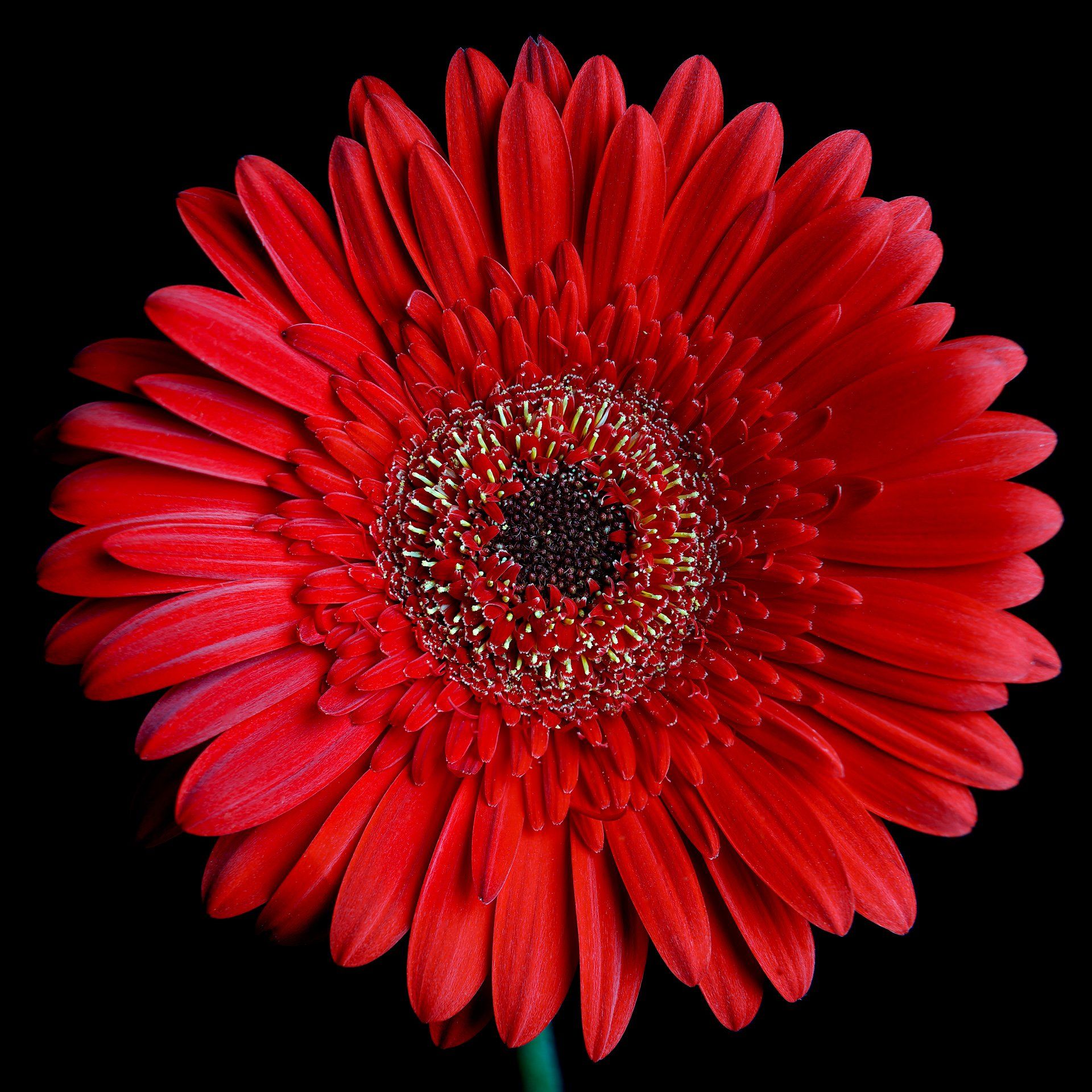 Red Daisy Wallpapers - Wallpaper Cave