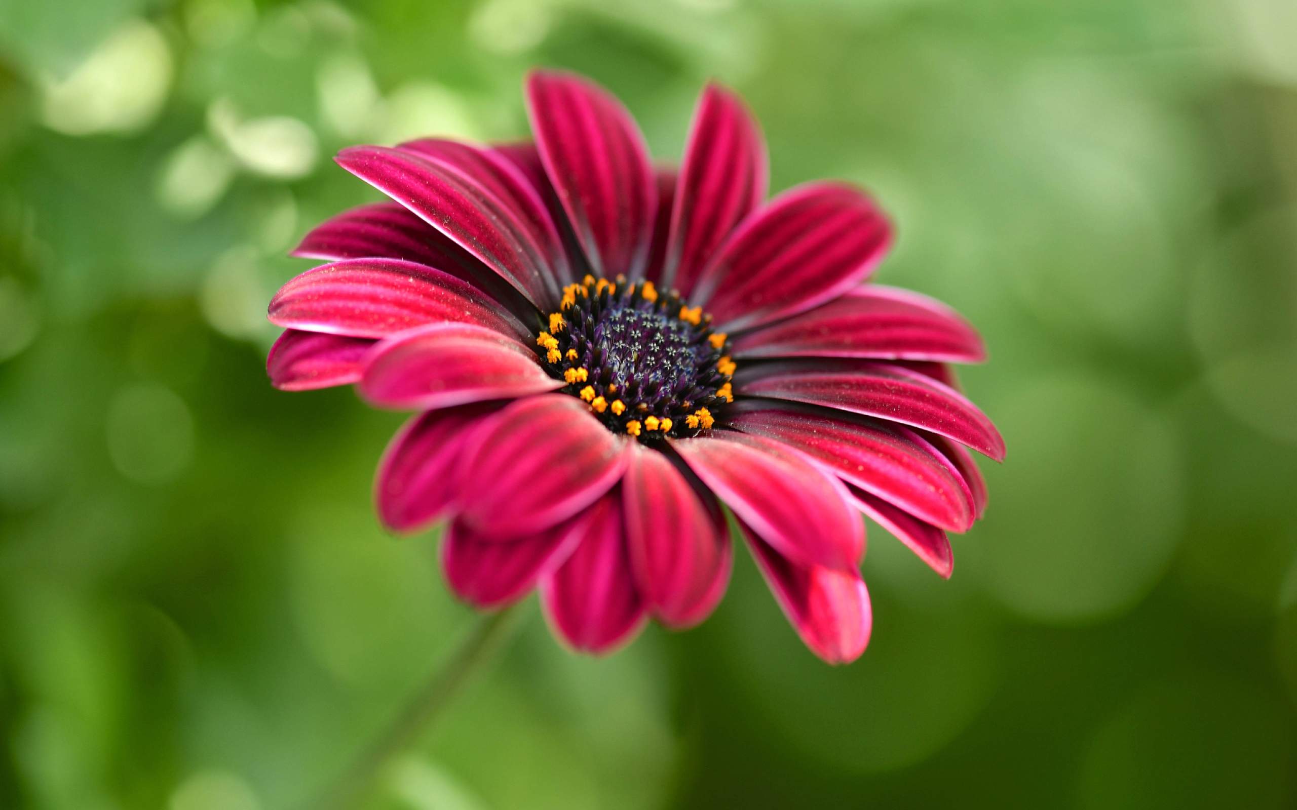 Red Daisy Wallpapers - Wallpaper Cave
