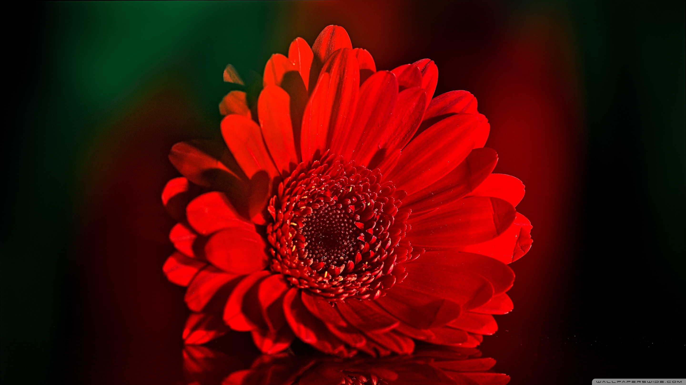 Red Daisy Wallpapers - Wallpaper Cave