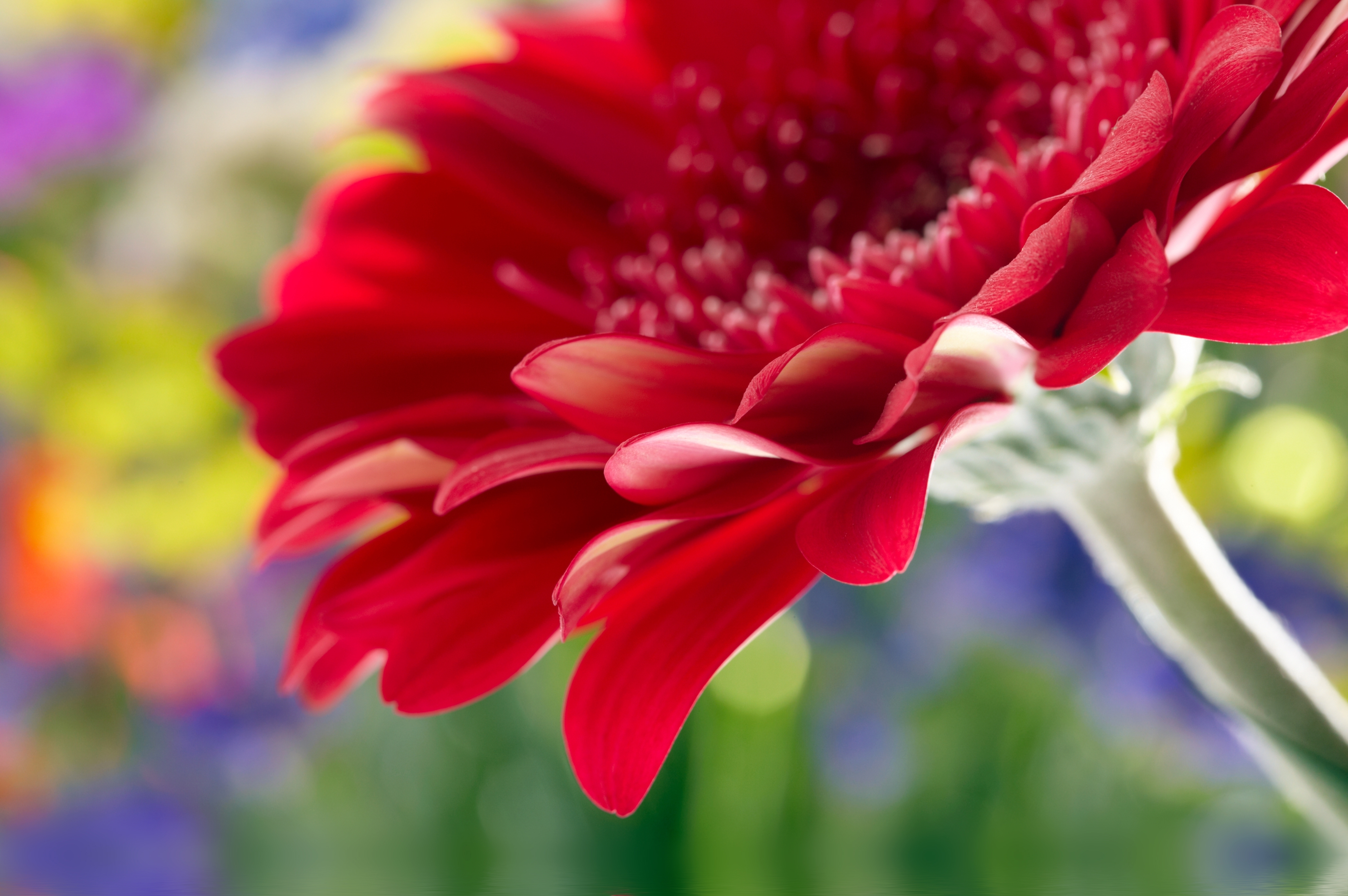 Red Daisy Wallpapers - Wallpaper Cave