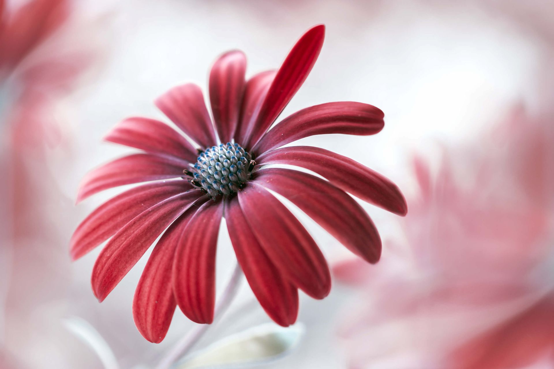 Red Daisy Wallpapers - Wallpaper Cave