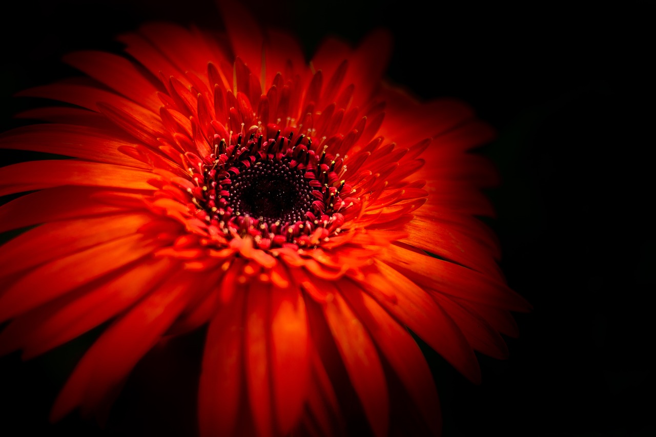 Red Daisy Wallpapers - Wallpaper Cave