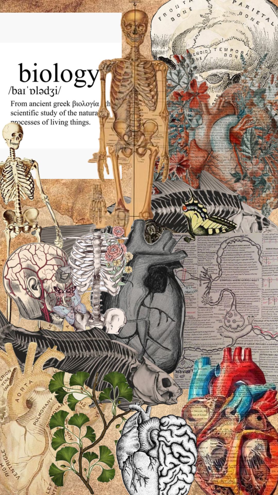 Human Biology Wallpaper