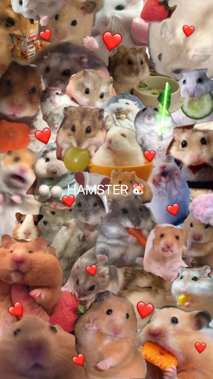 Hamster Wallpapers - Wallpaper Cave