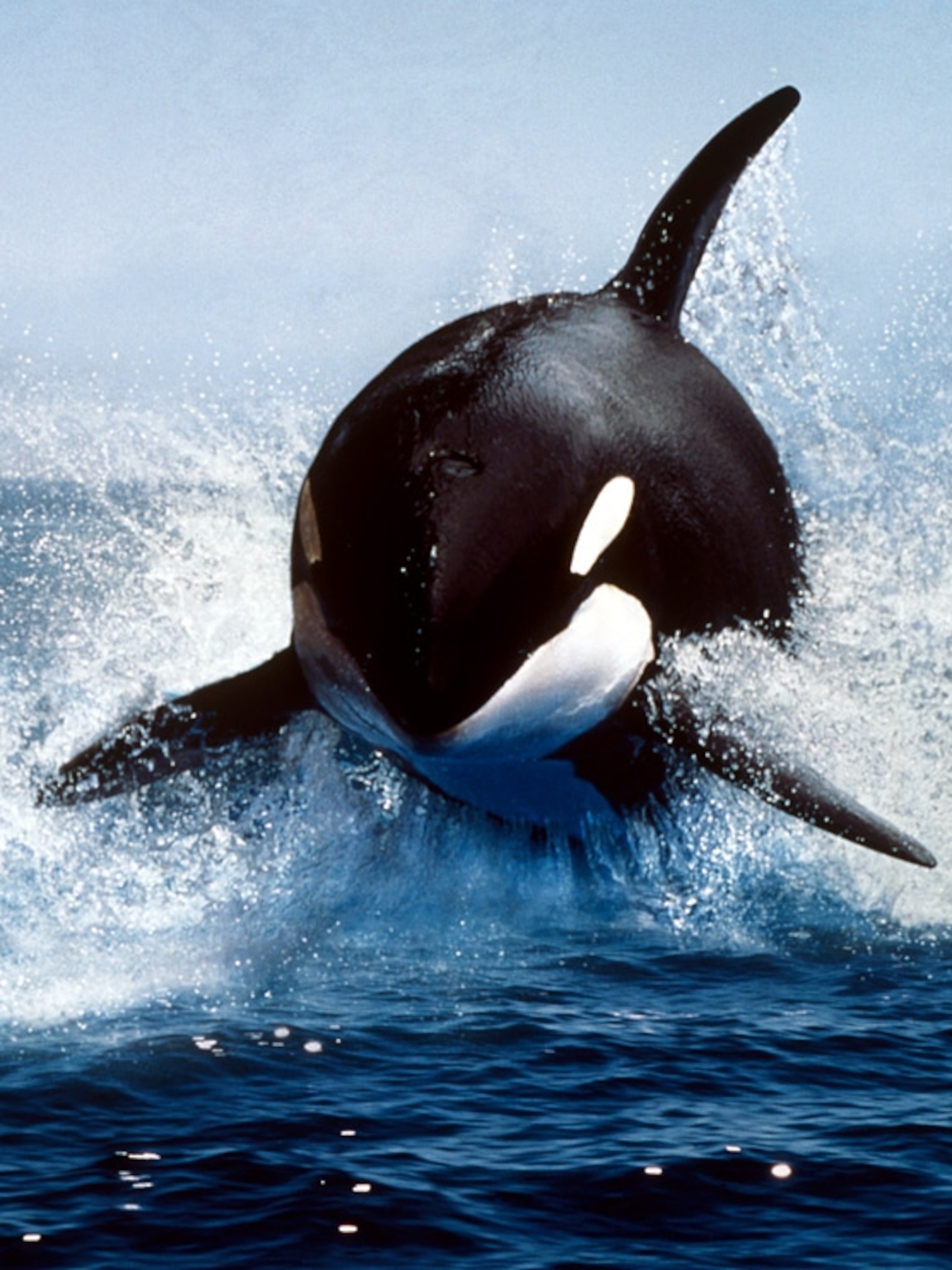 Orca Phone Wallpapers - Wallpaper Cave