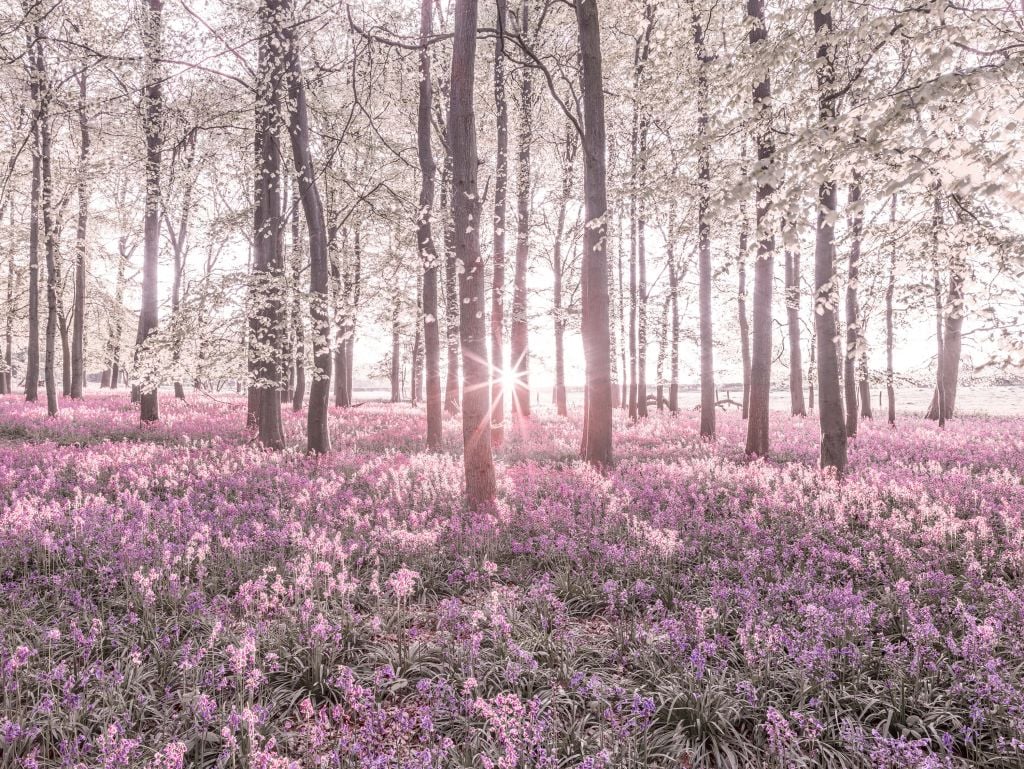 Forest With Flowers Wallpapers - Wallpaper Cave