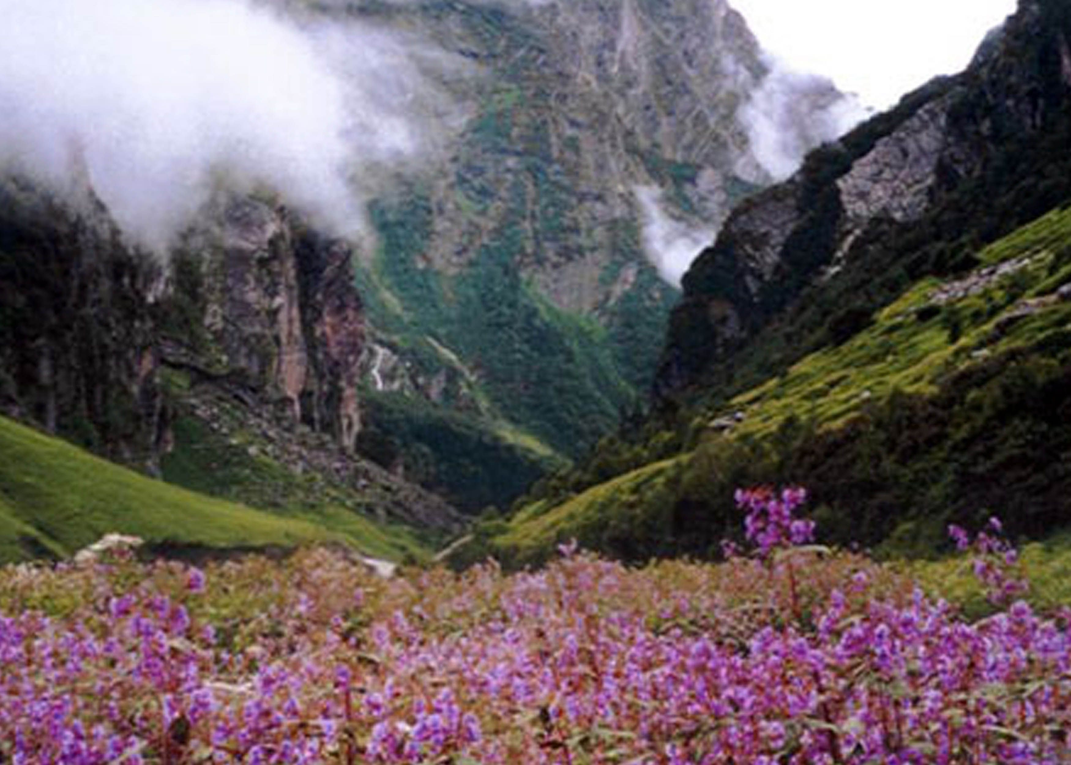 Dzukou Valley Wallpapers - Wallpaper Cave