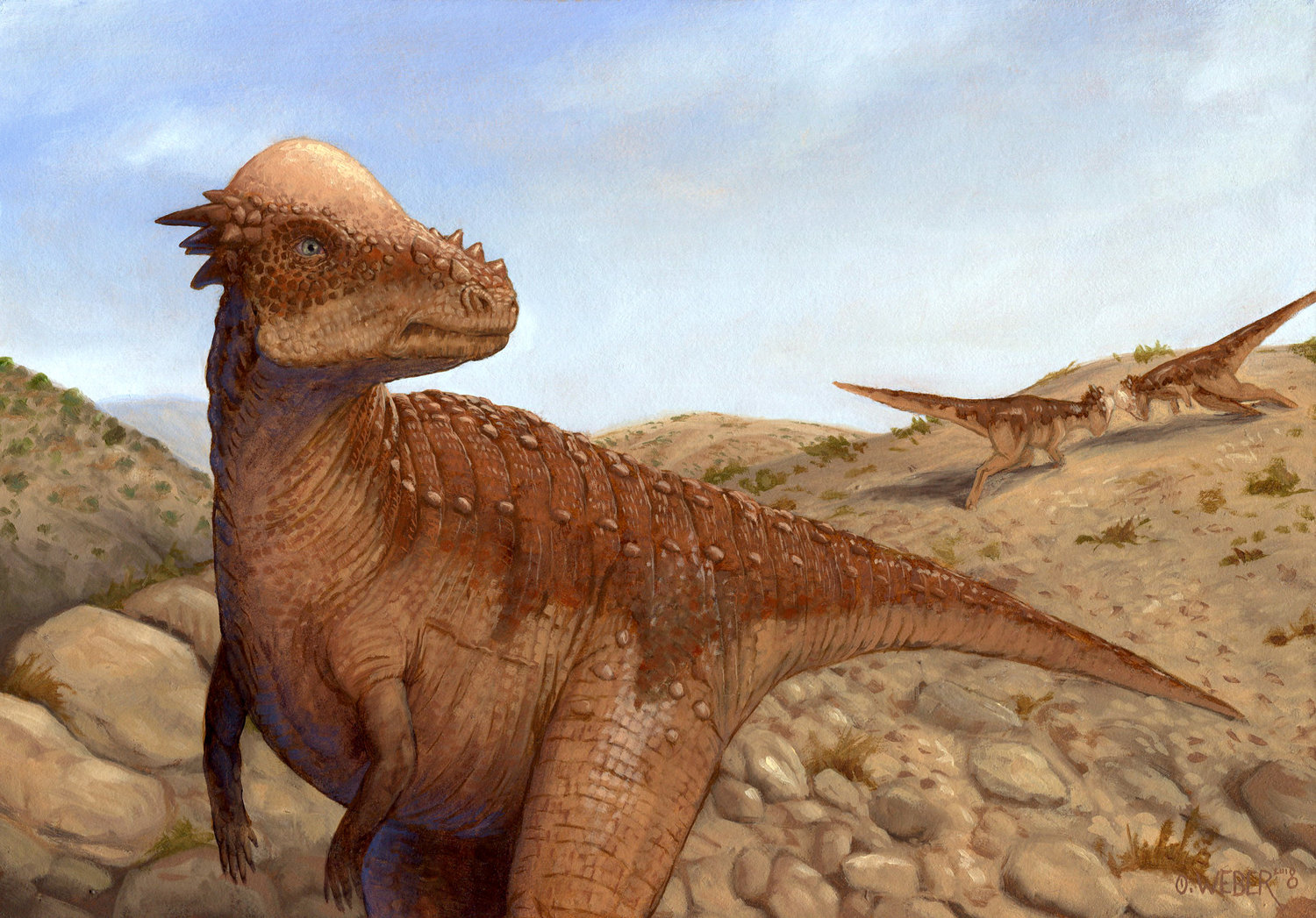 Pachycephalosaurus Wallpapers - Wallpaper Cave