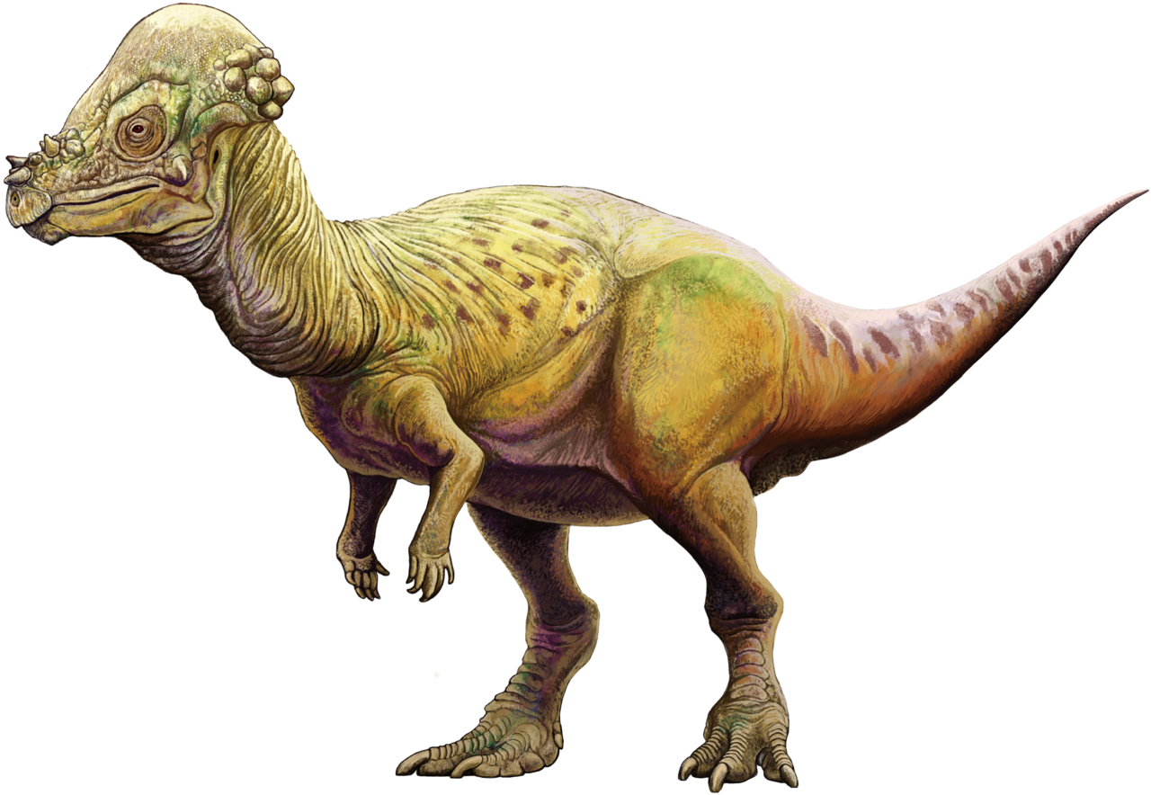 Pachycephalosaurus Wallpapers - Wallpaper Cave