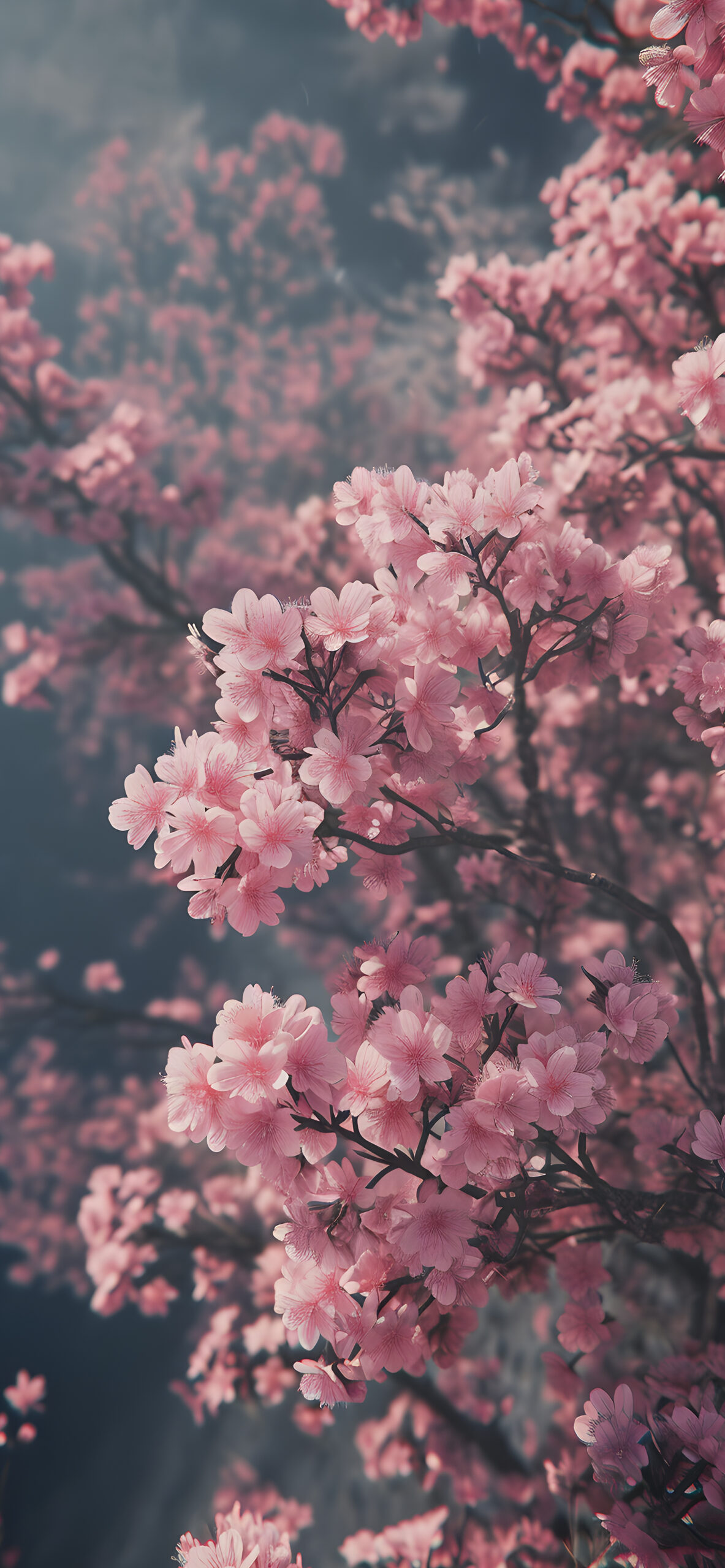 Phone Cherry Blossoms Wallpapers - Wallpaper Cave