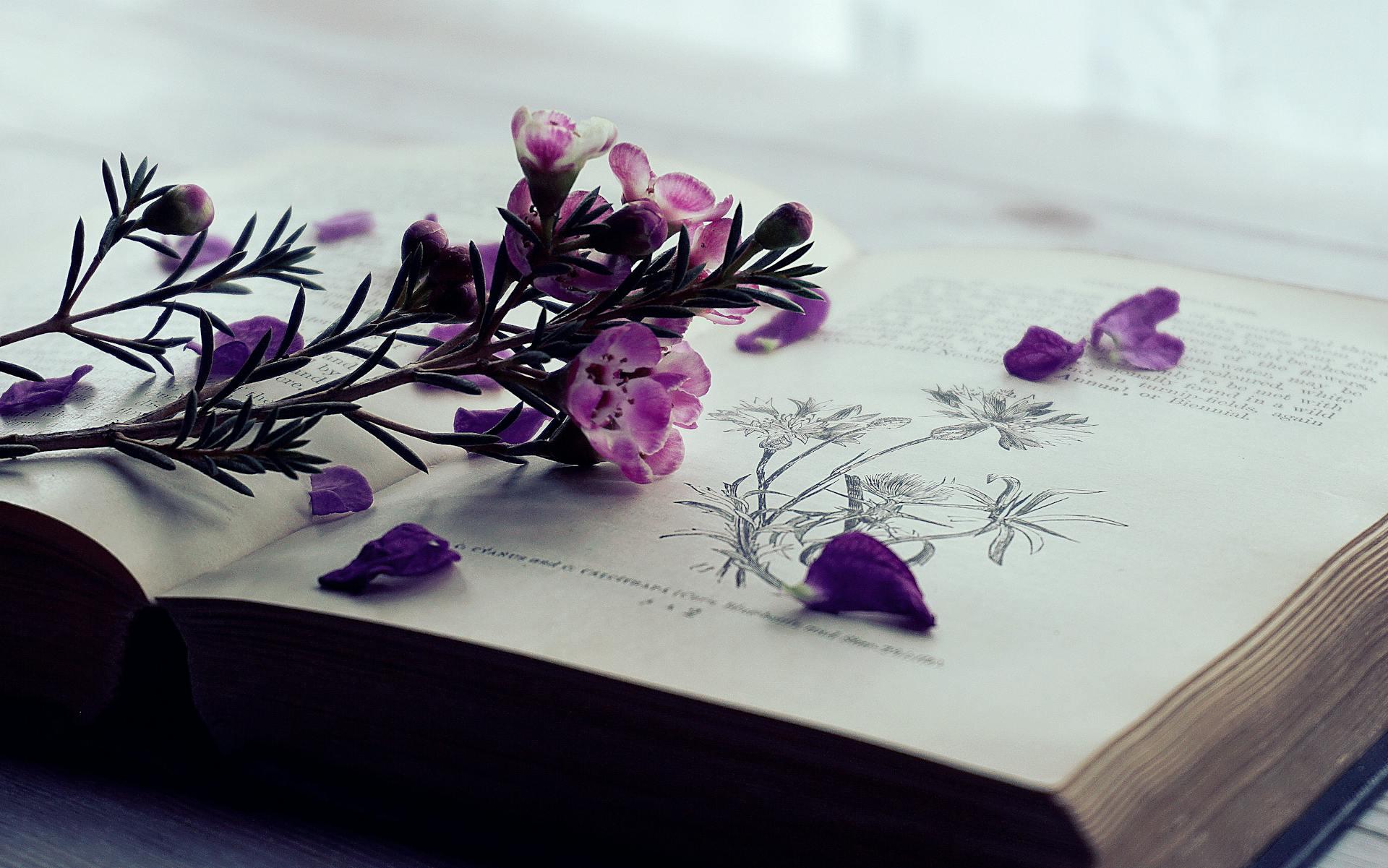 Purple Book Wallpapers - Wallpaper Cave