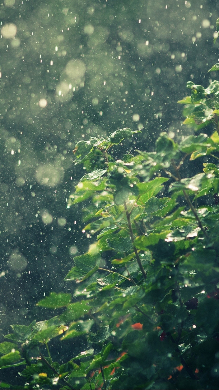 Raining Phone Wallpapers - Wallpaper Cave