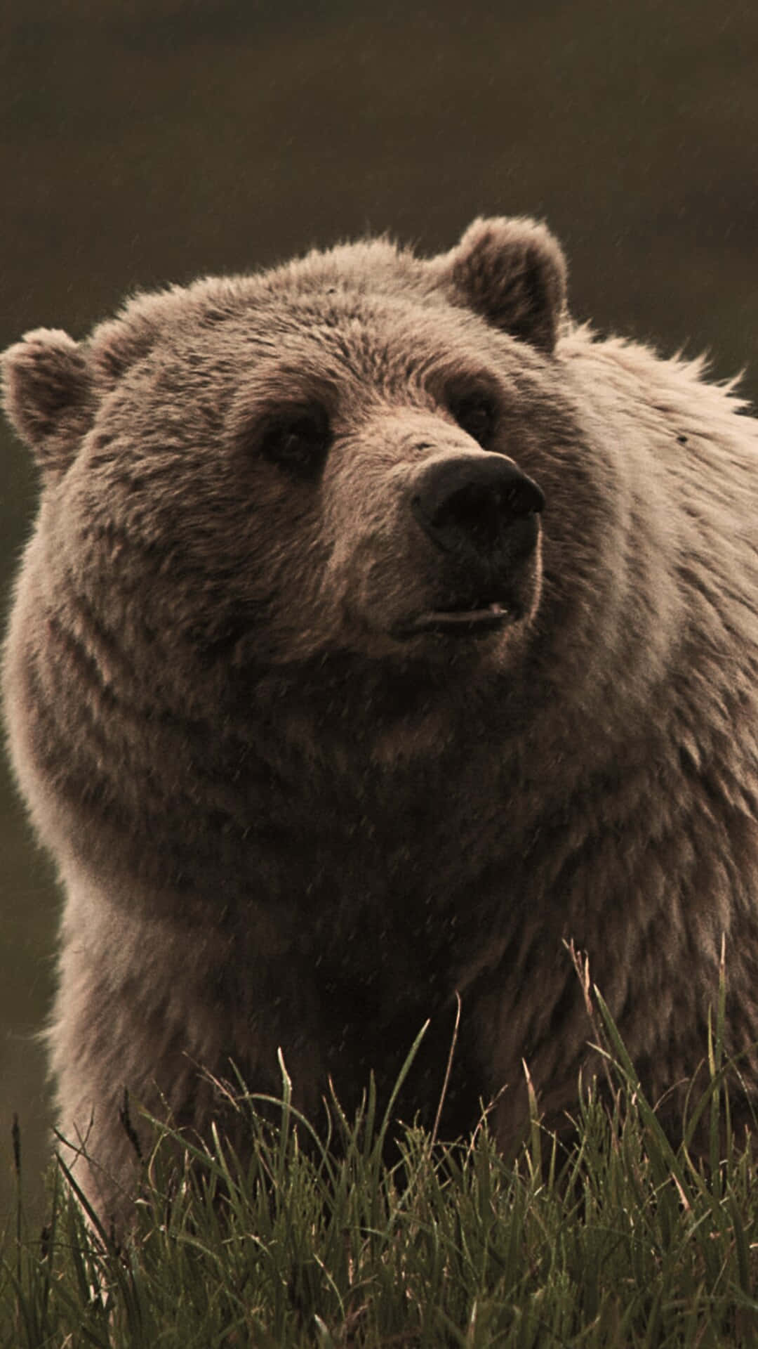 Grizzly Bear Phone Wallpapers - Wallpaper Cave