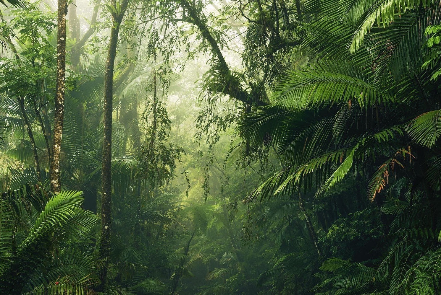 Jungle Forest Wallpapers - Wallpaper Cave