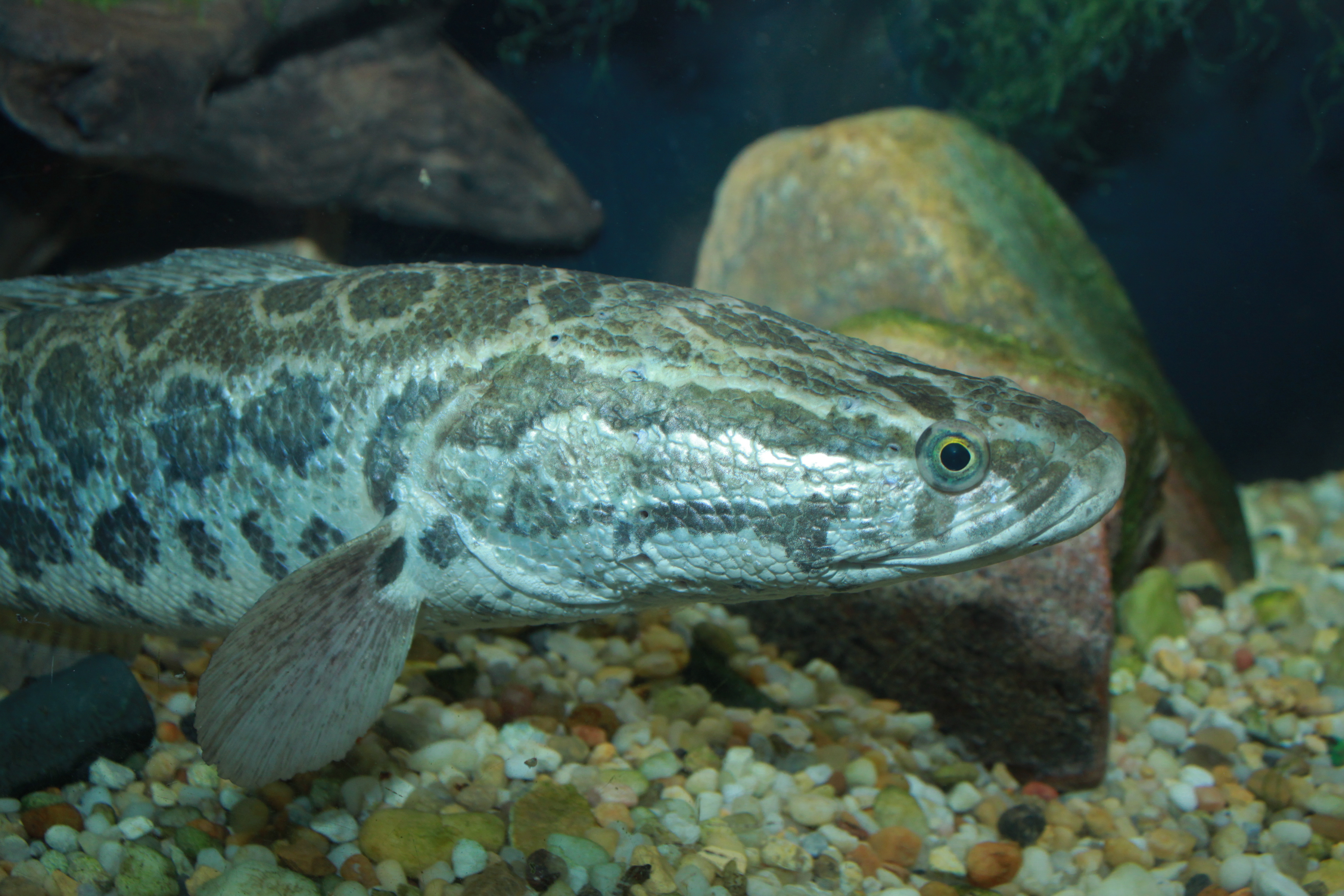 Snakehead Fish Wallpapers - Wallpaper Cave