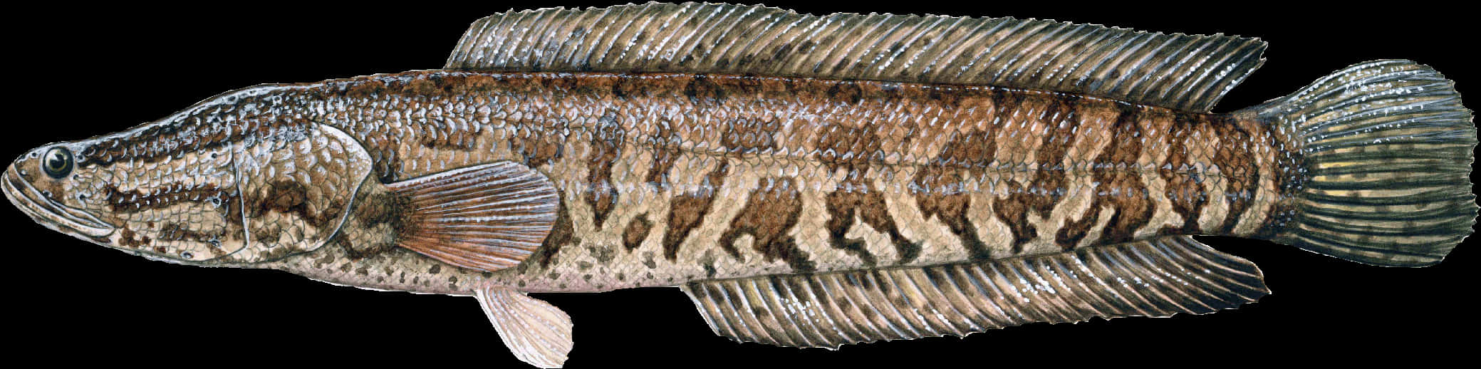 Snakehead Fish Wallpapers - Wallpaper Cave