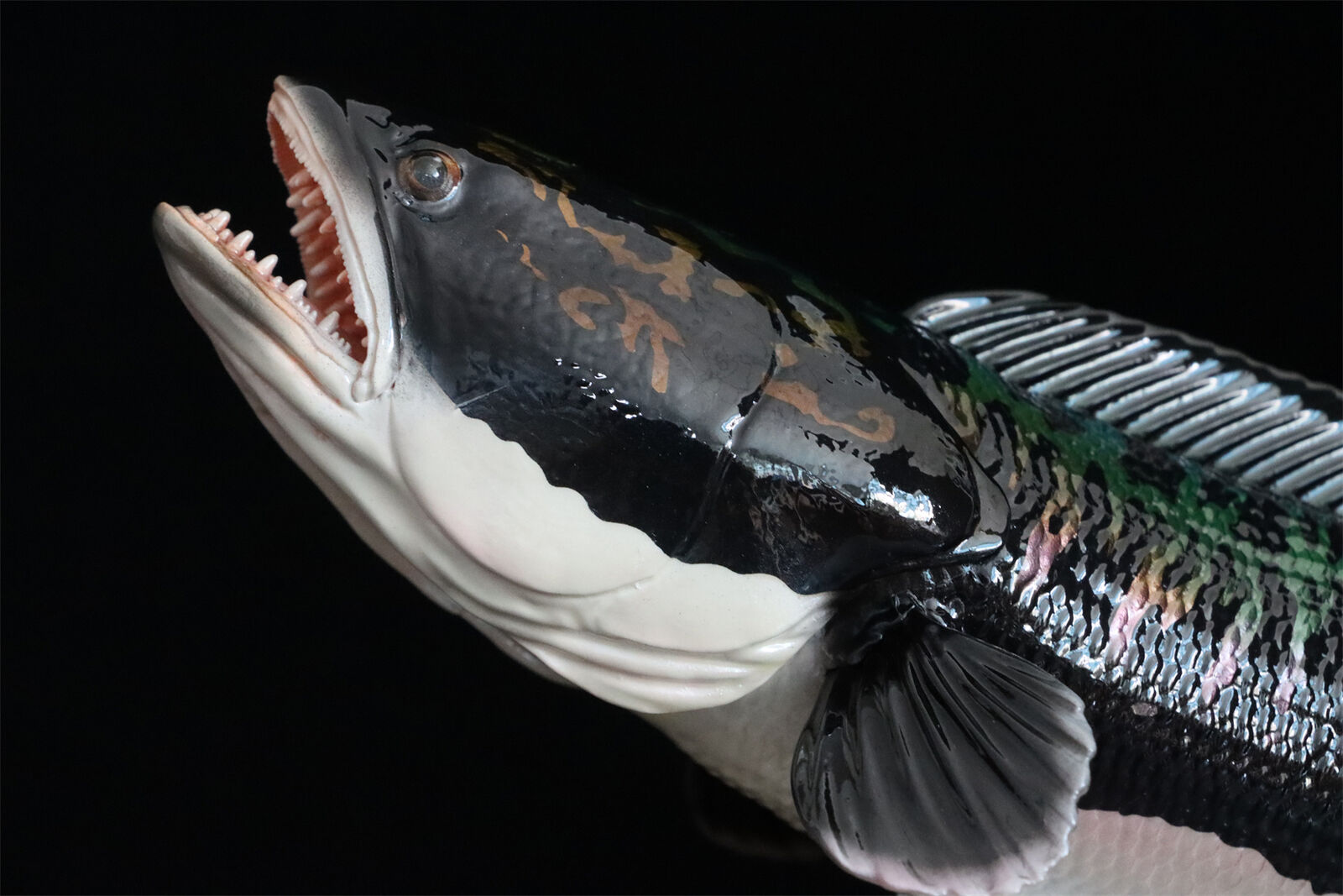 Snakehead Fish Wallpapers - Wallpaper Cave