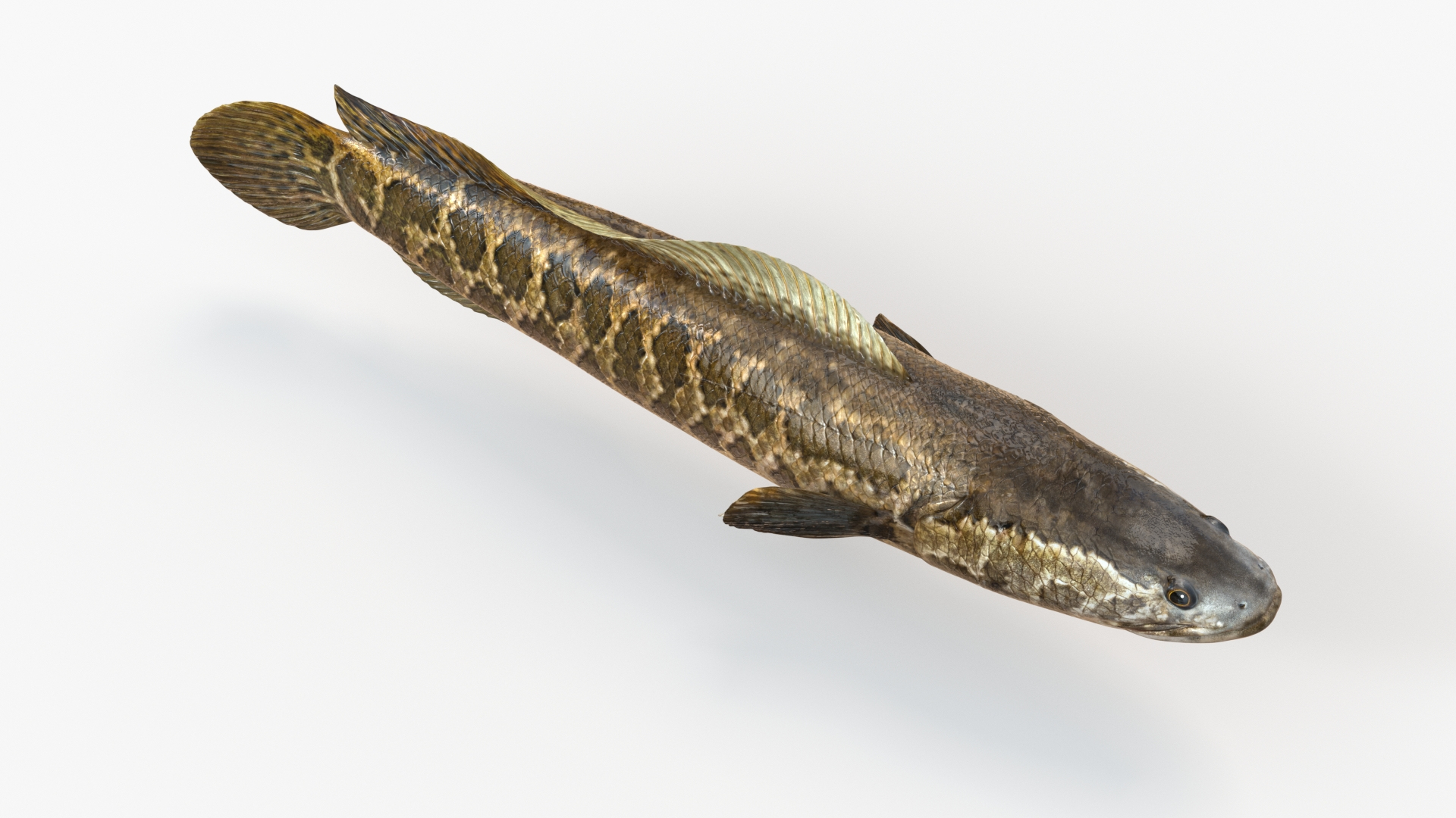 Snakehead Fish Wallpapers - Wallpaper Cave