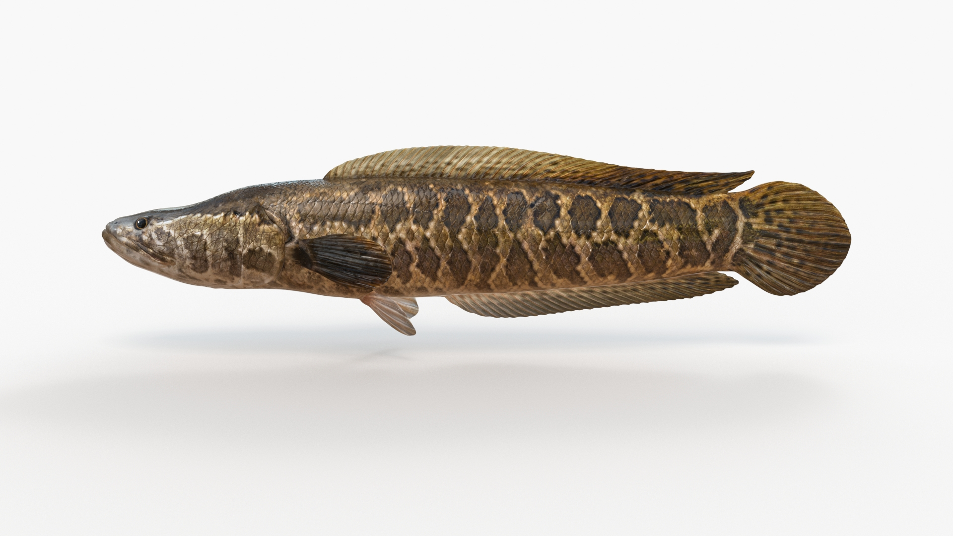 Snakehead Fish Wallpapers - Wallpaper Cave