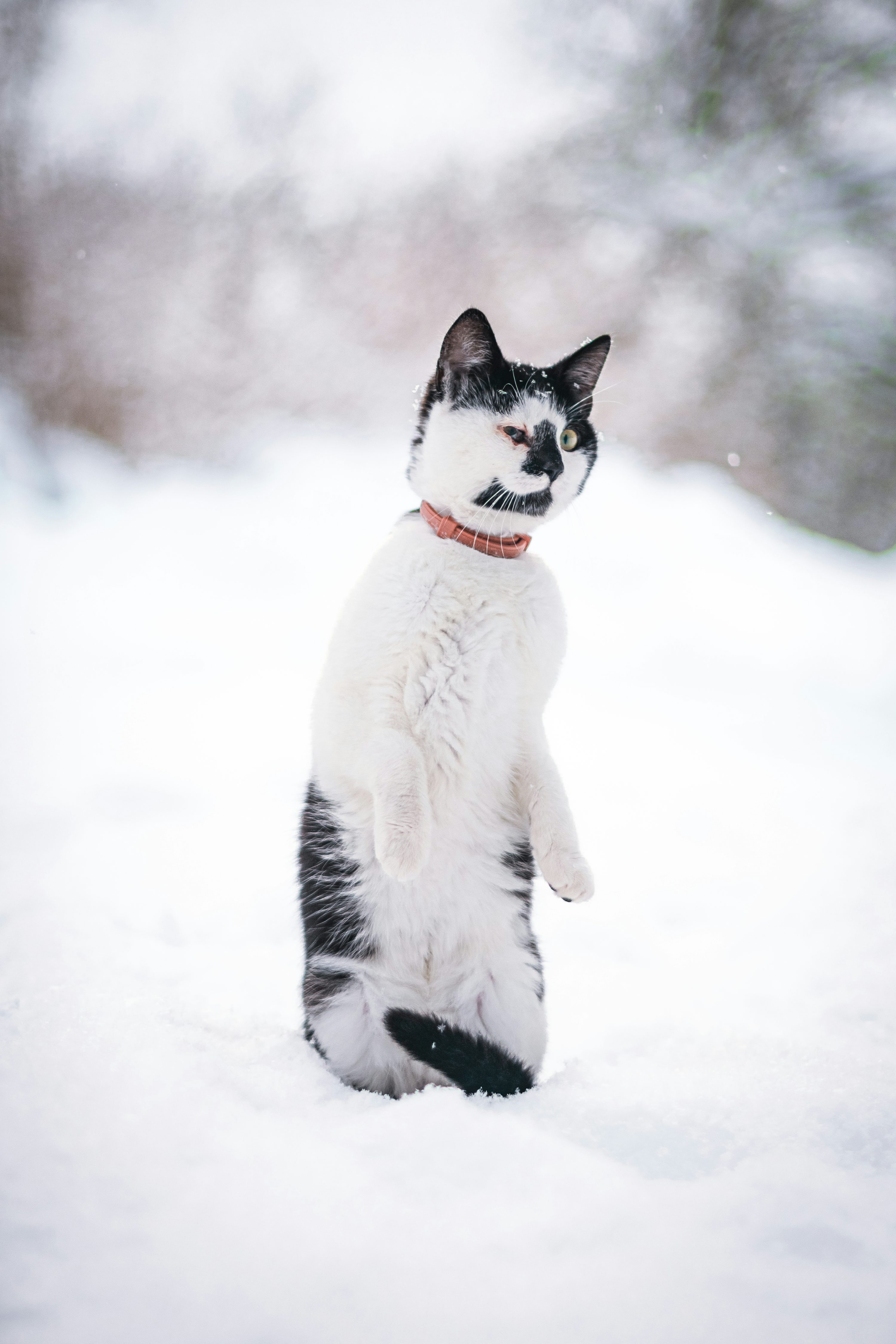Cats In The Snow Wallpapers - Wallpaper Cave