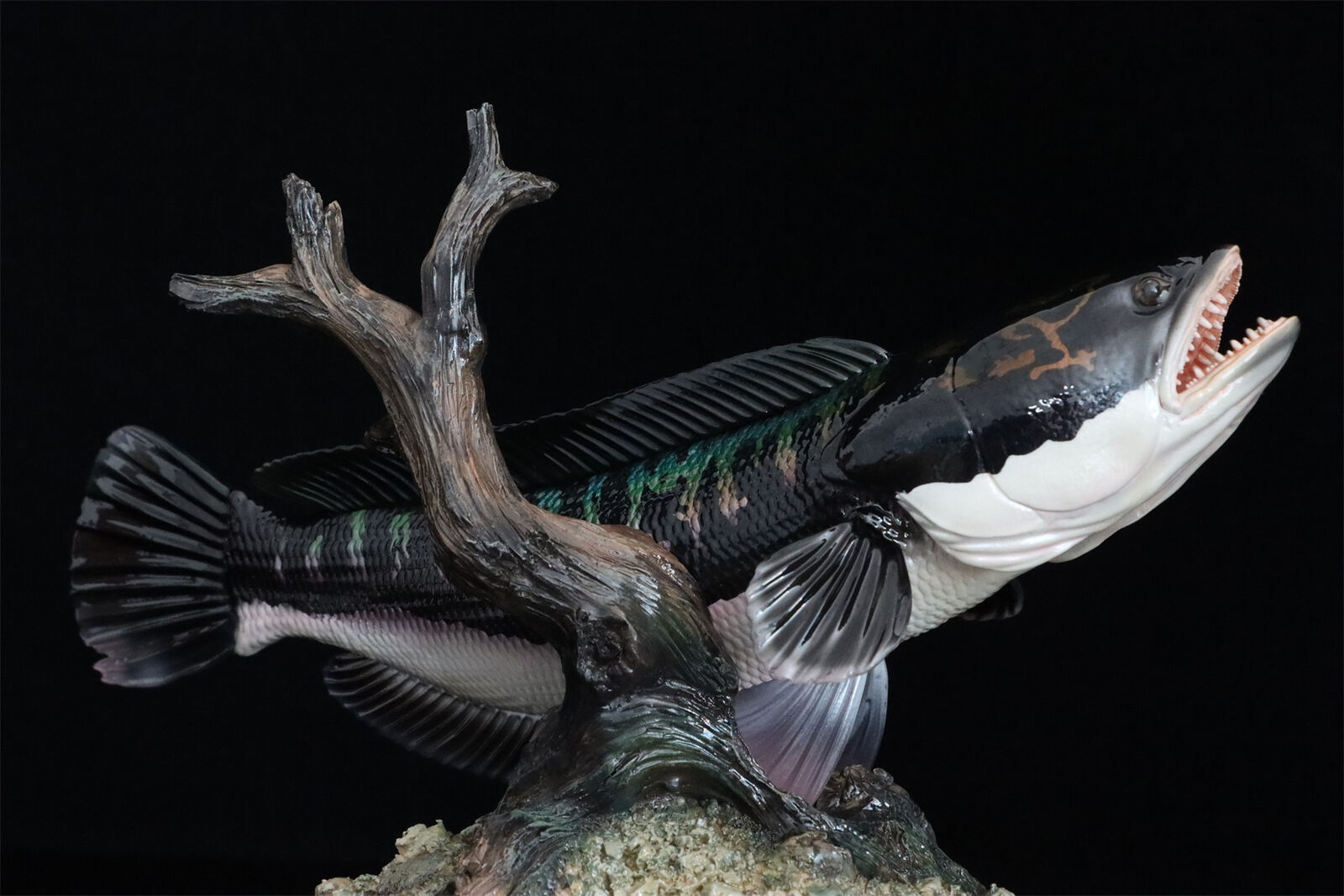 Snakehead Fish Wallpapers - Wallpaper Cave