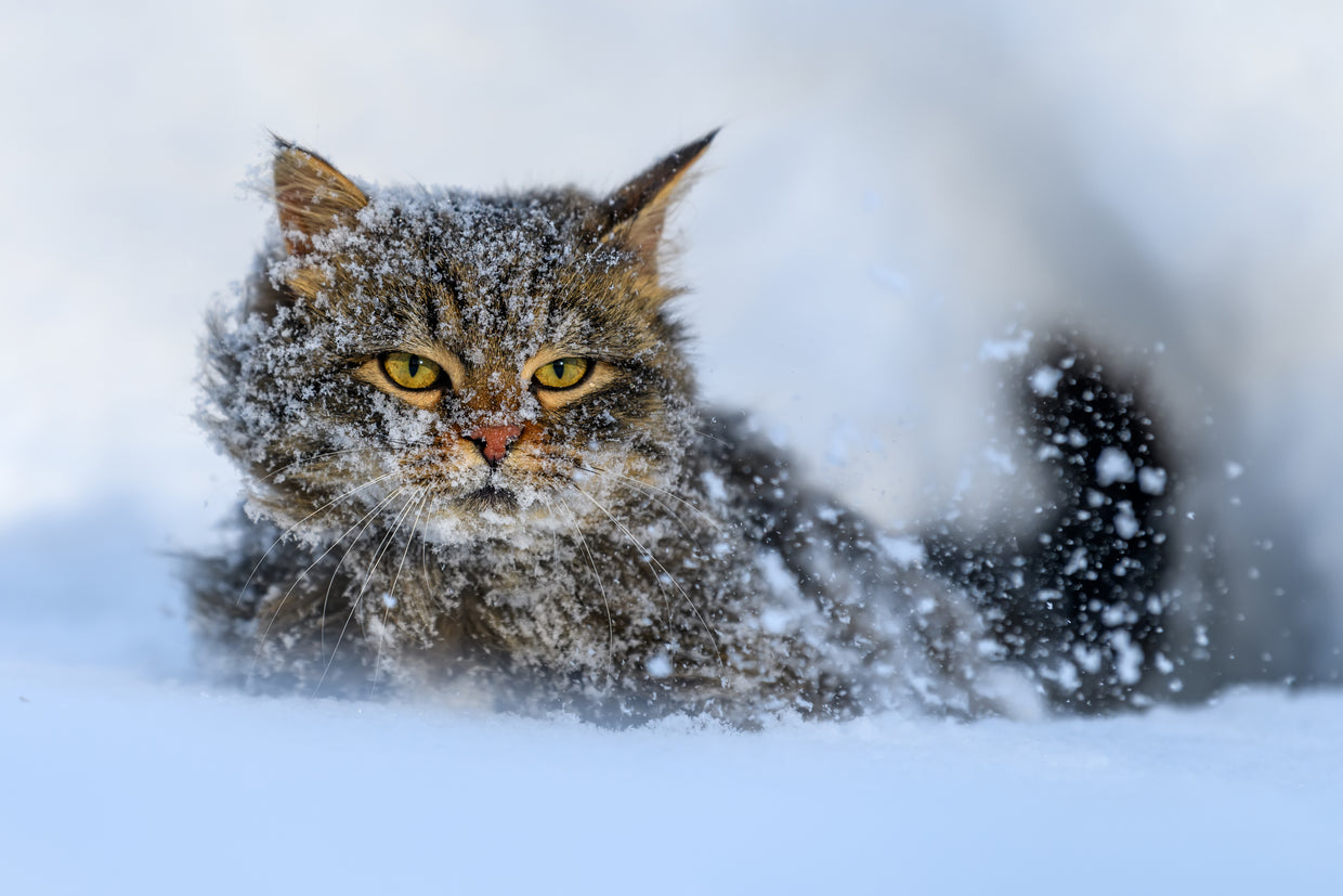 Cats In The Snow Wallpapers - Wallpaper Cave