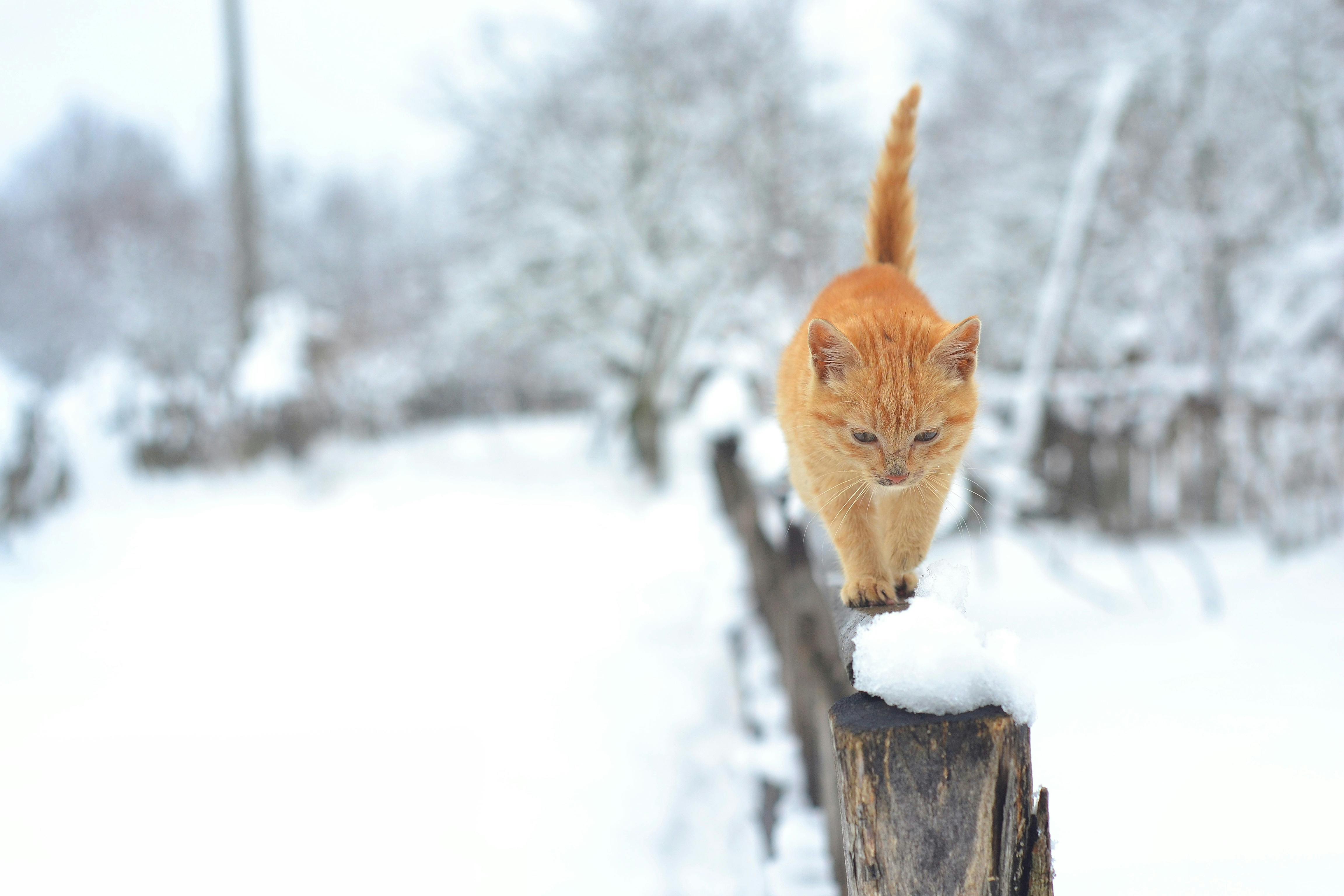Cats In The Snow Wallpapers - Wallpaper Cave