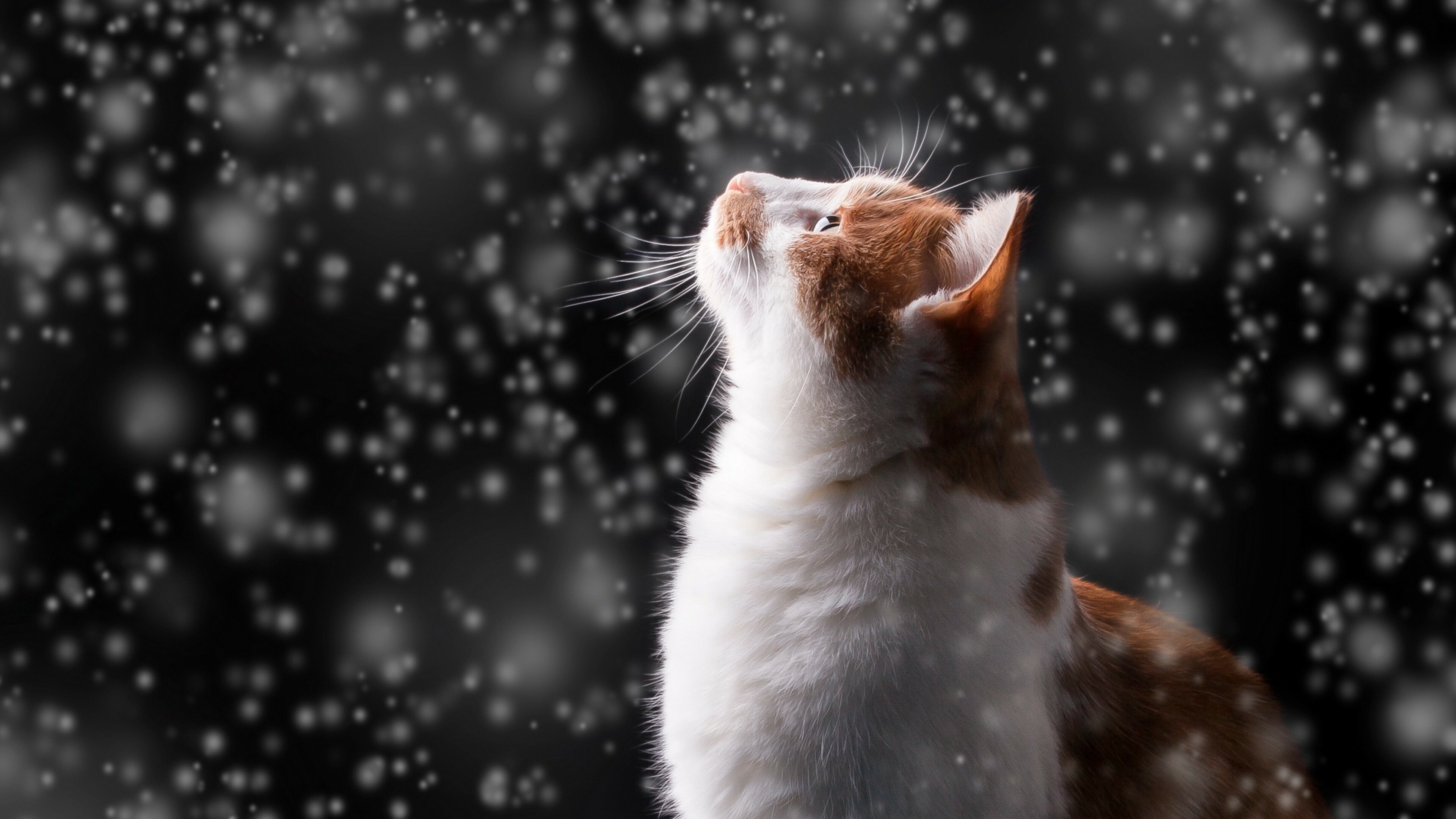 Cats In The Snow Wallpapers - Wallpaper Cave