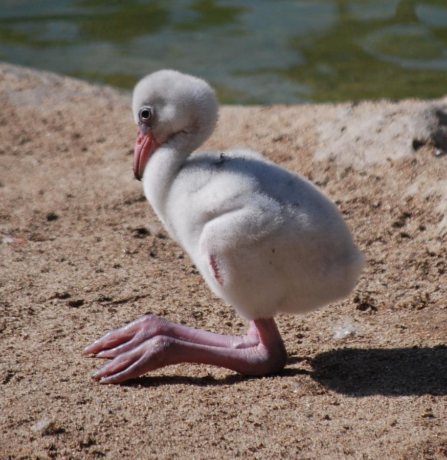 Baby Flamingo Wallpapers - Wallpaper Cave