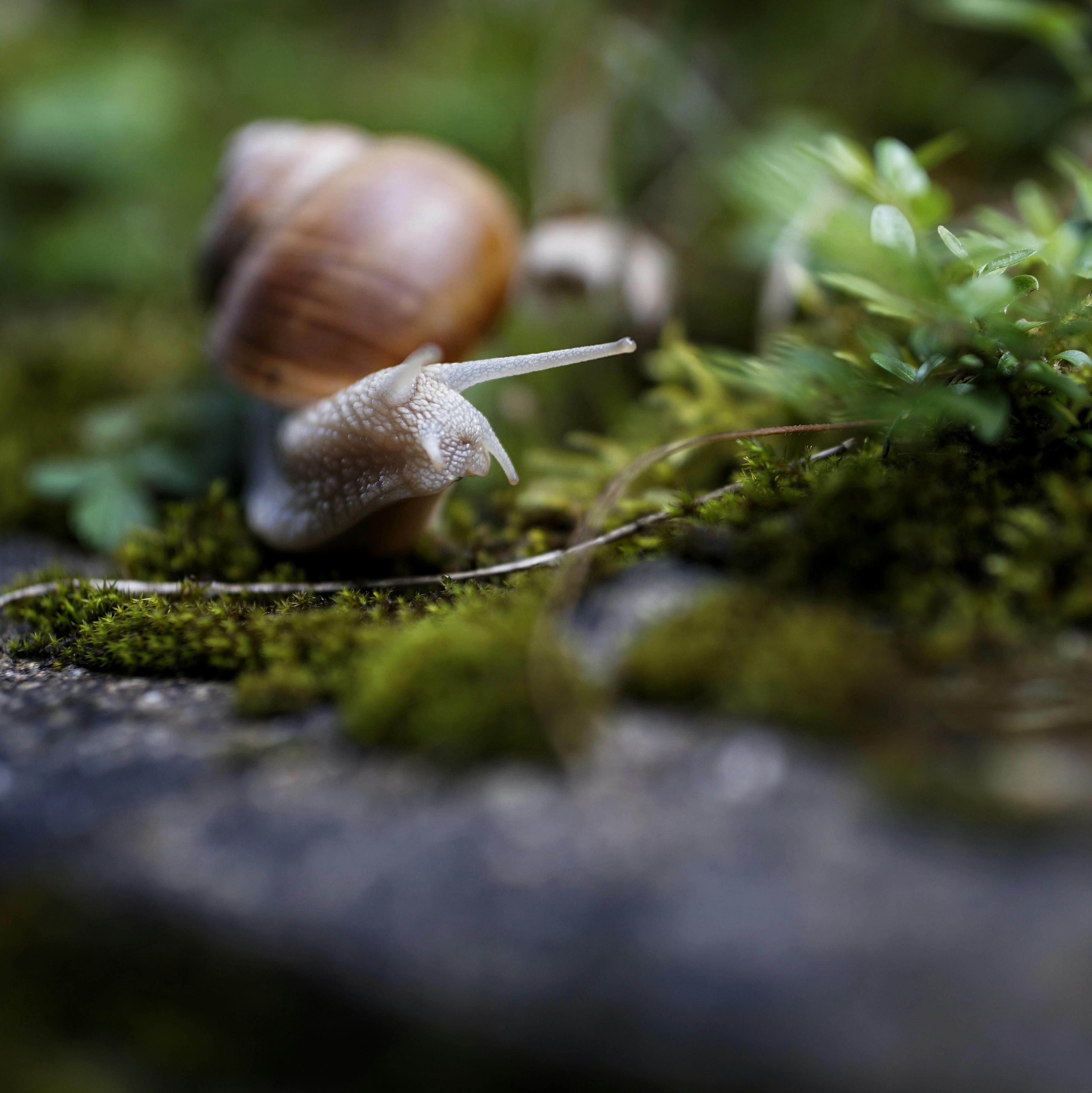 Snail 4k Wallpapers - Wallpaper Cave