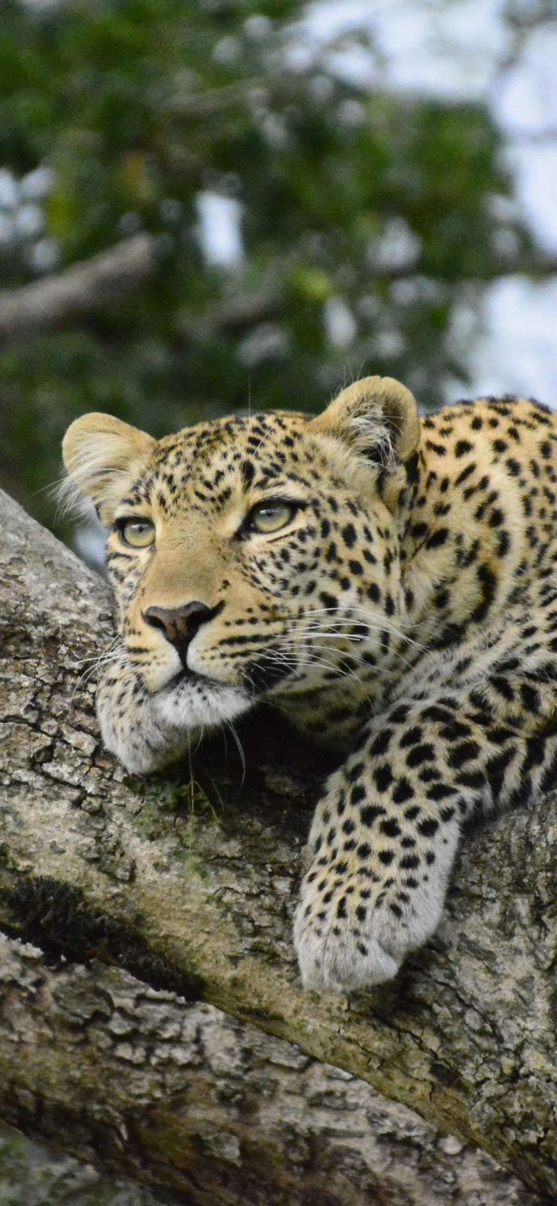 iPhone X Leopard Wallpapers - Wallpaper Cave