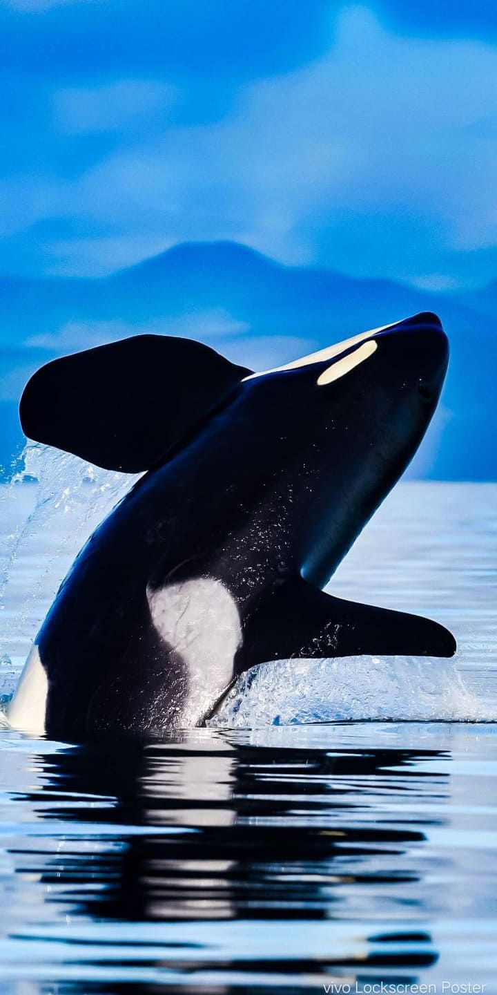Orca Phone Wallpapers - Wallpaper Cave