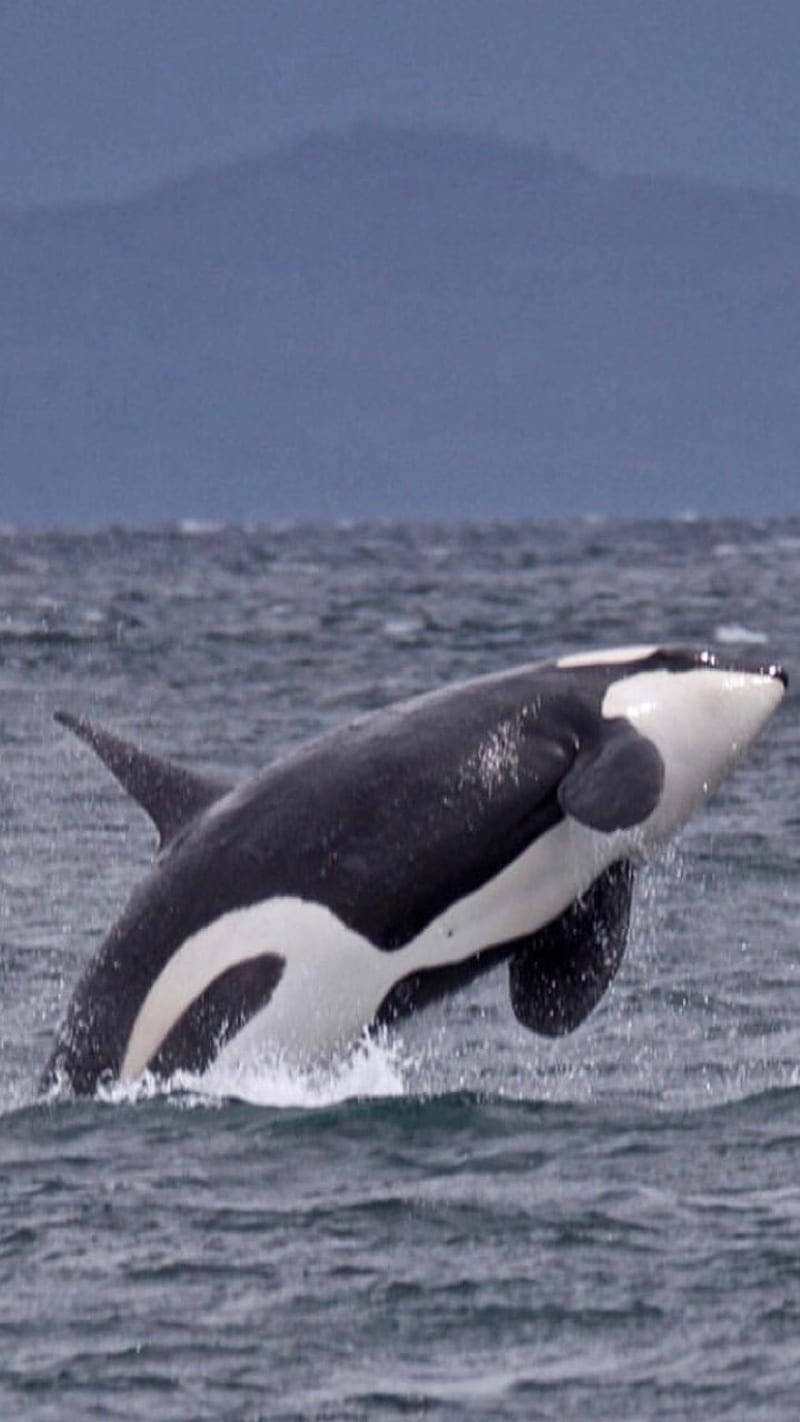 Orca Phone Wallpapers - Wallpaper Cave