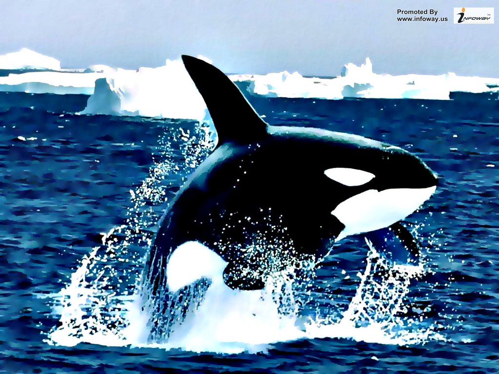 Orca The Killer Whale Wallpapers - Wallpaper Cave