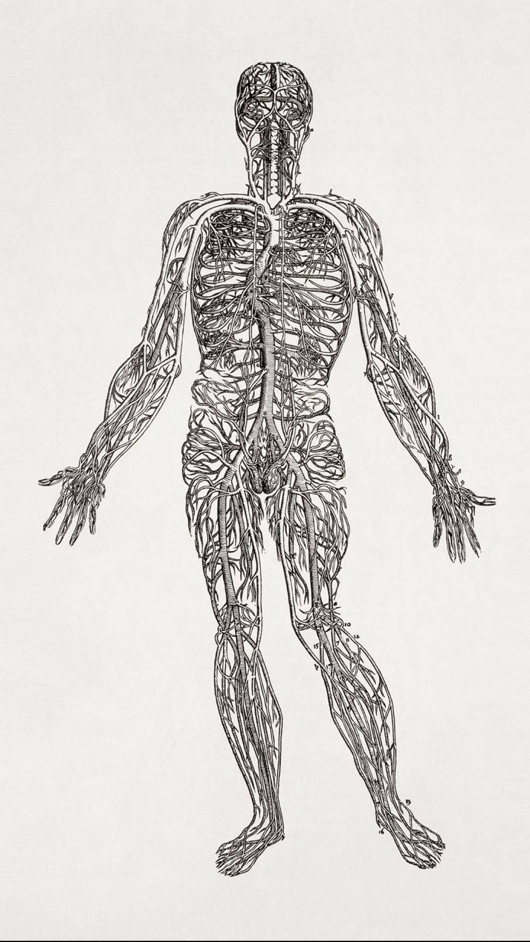 Anatomie Hintergrundbilder Stock Illustration „Human Anatomy Detail