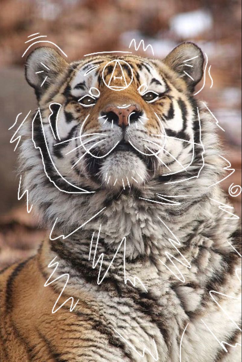 Therian PFP Wallpapers - Wallpaper Cave