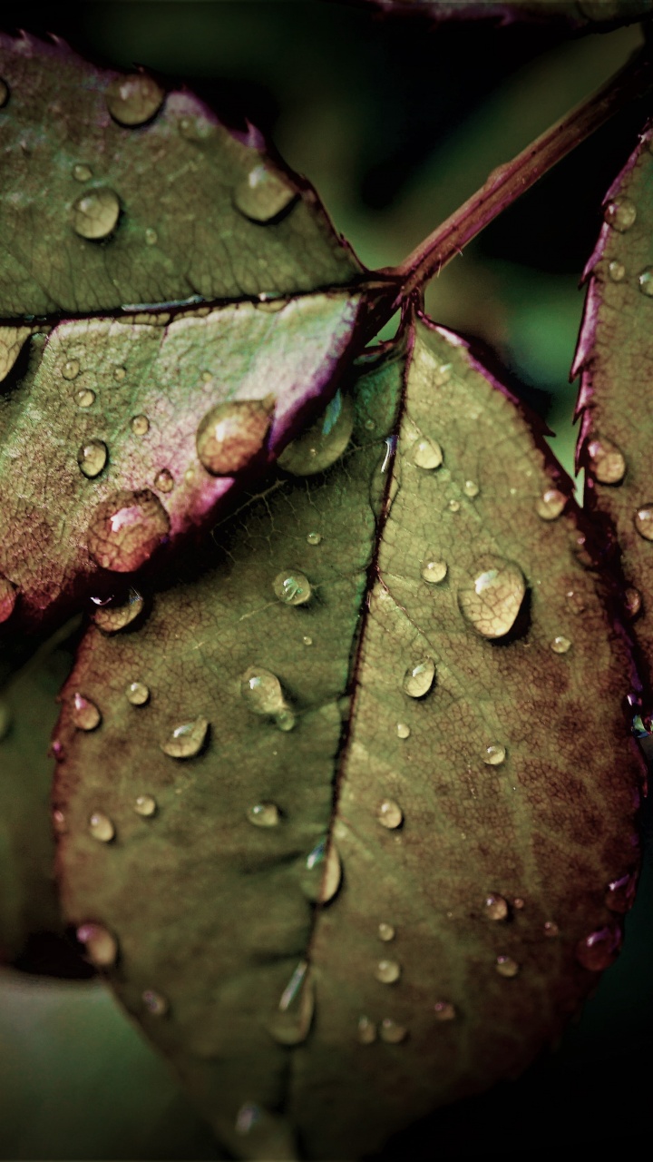 Rainy Leaves Wallpapers - Wallpaper Cave