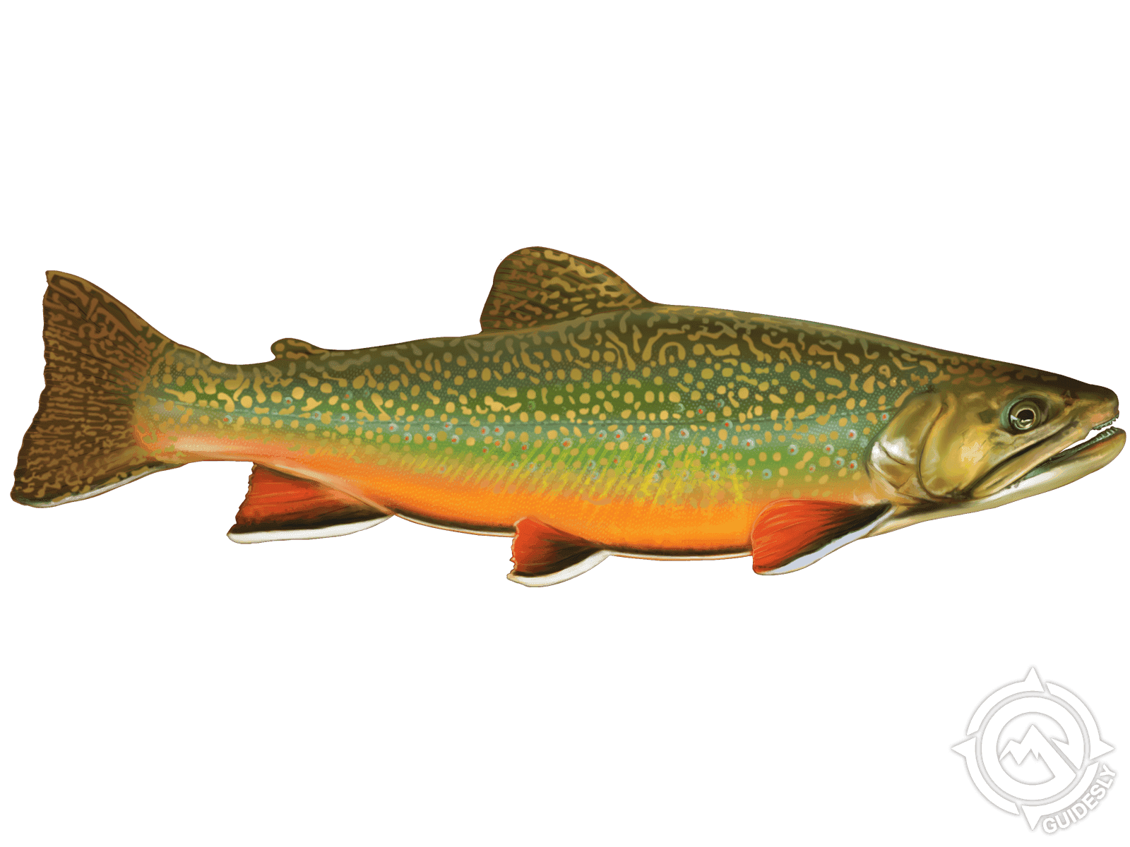 Brook Trout Wallpapers - Wallpaper Cave