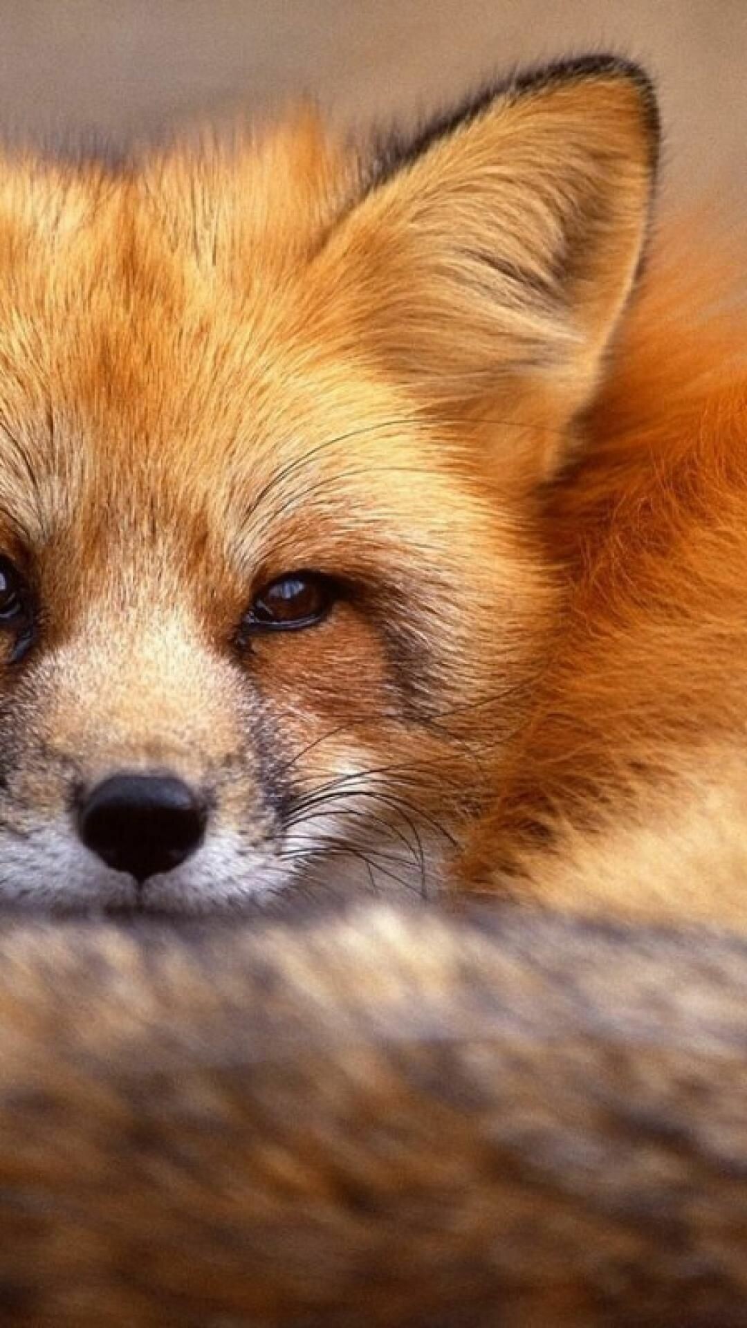Cute Red Fox Wallpaper
