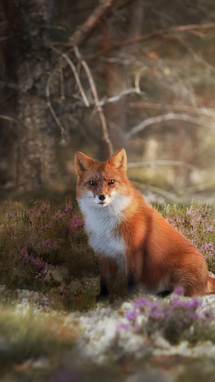 Red Fox iPhone Wallpapers - Wallpaper Cave