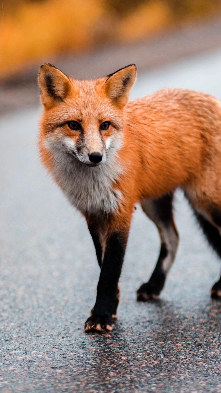 Red Fox iPhone Wallpapers - Wallpaper Cave