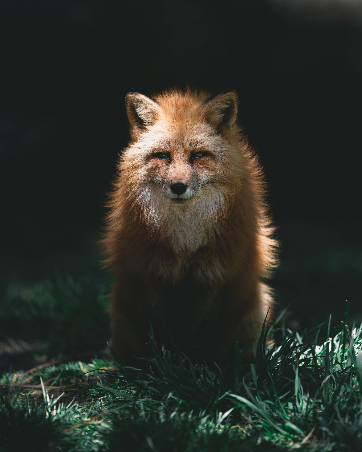 Red Fox iPhone Wallpapers - Wallpaper Cave