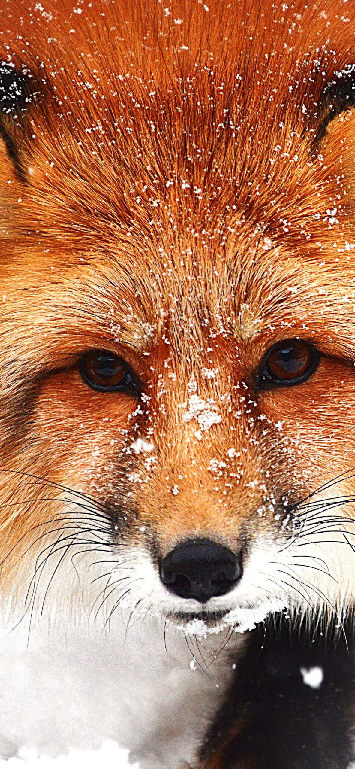 Red Fox iPhone Wallpapers - Wallpaper Cave