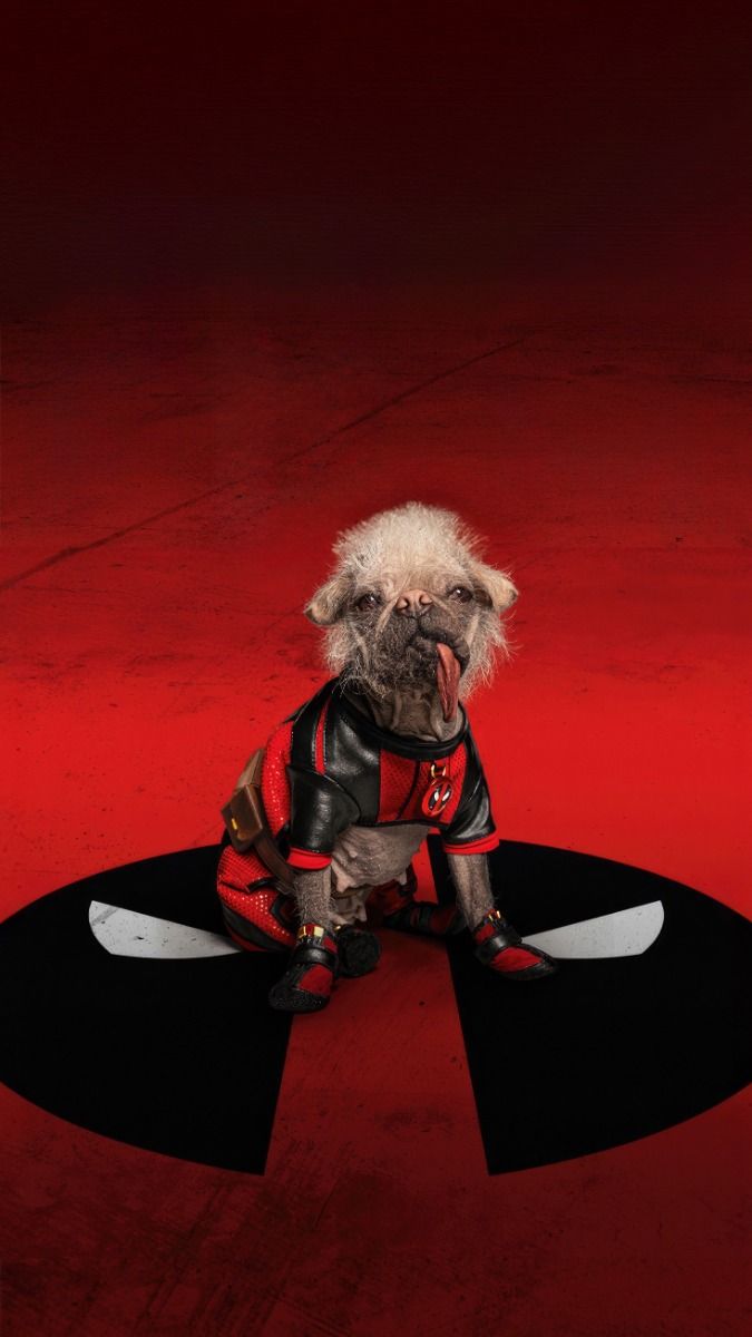 Deadpool And His Dog Wallpapers - Wallpaper Cave